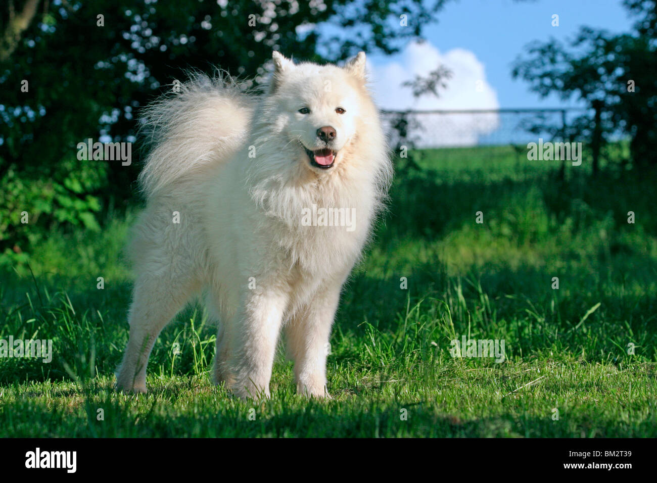 stehender Samojede / standing samoyed Stock Photo - Alamy