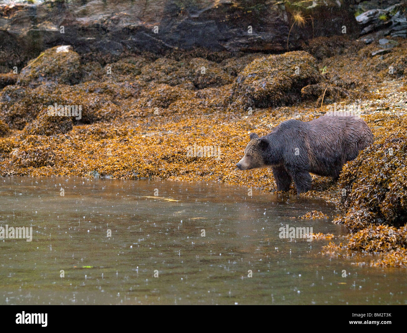 Bear in the rain High Resolution Stock Photography and Images - Alamy