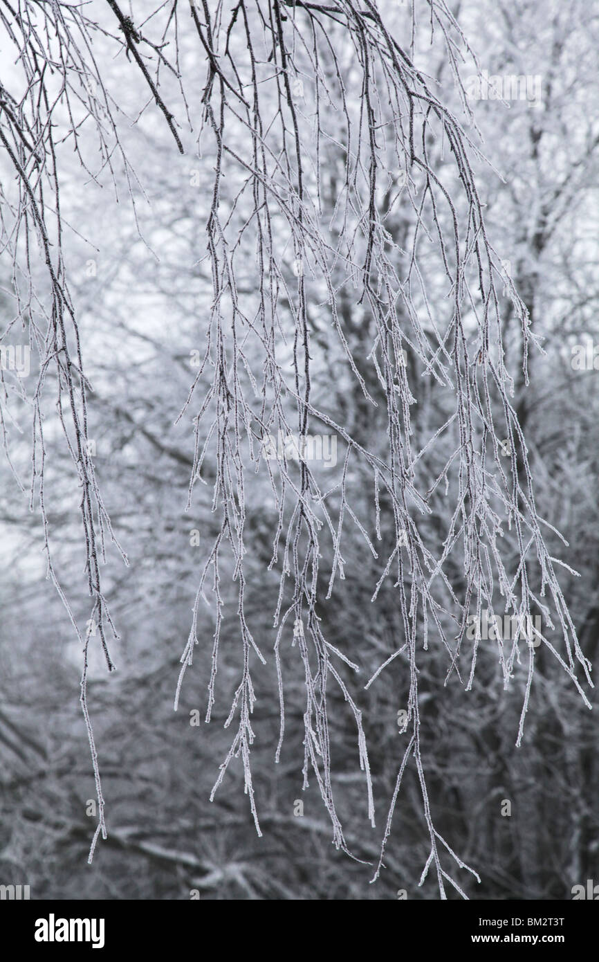 Finnish forest land hi-res stock photography and images - Alamy