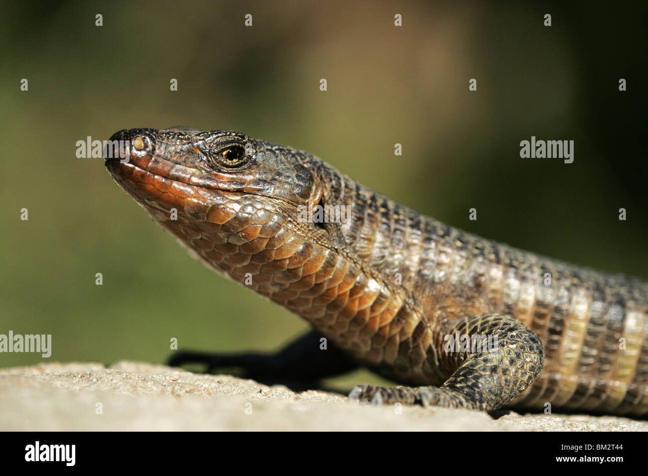 Giant Plated Lizard on rock, Gerrhosaurus validus Stock Photo - Alamy