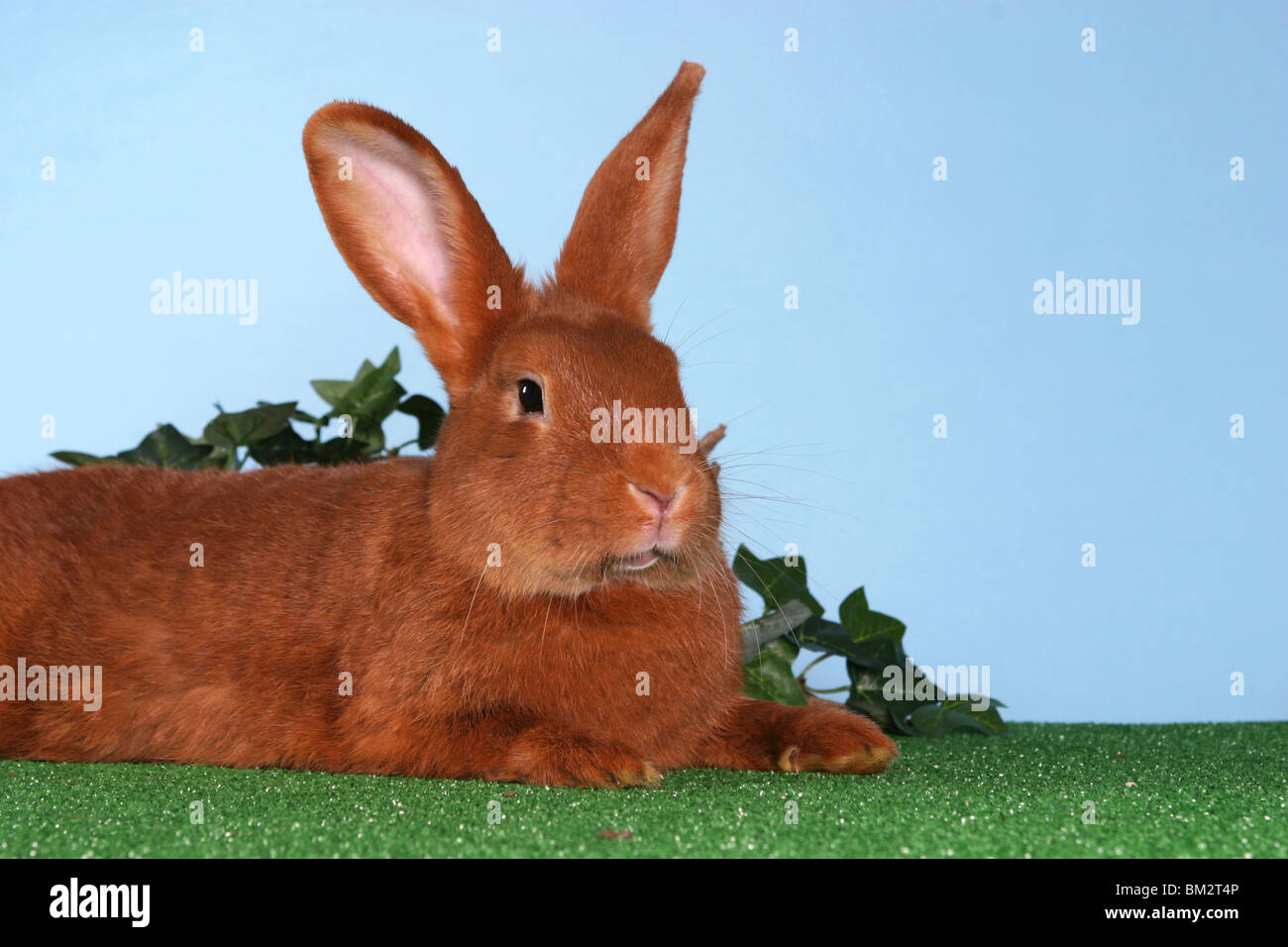 liegendes Kaninchen / lying rabbit Stock Photo - Alamy