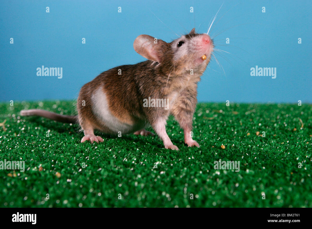 Maus / mouse Stock Photo - Alamy