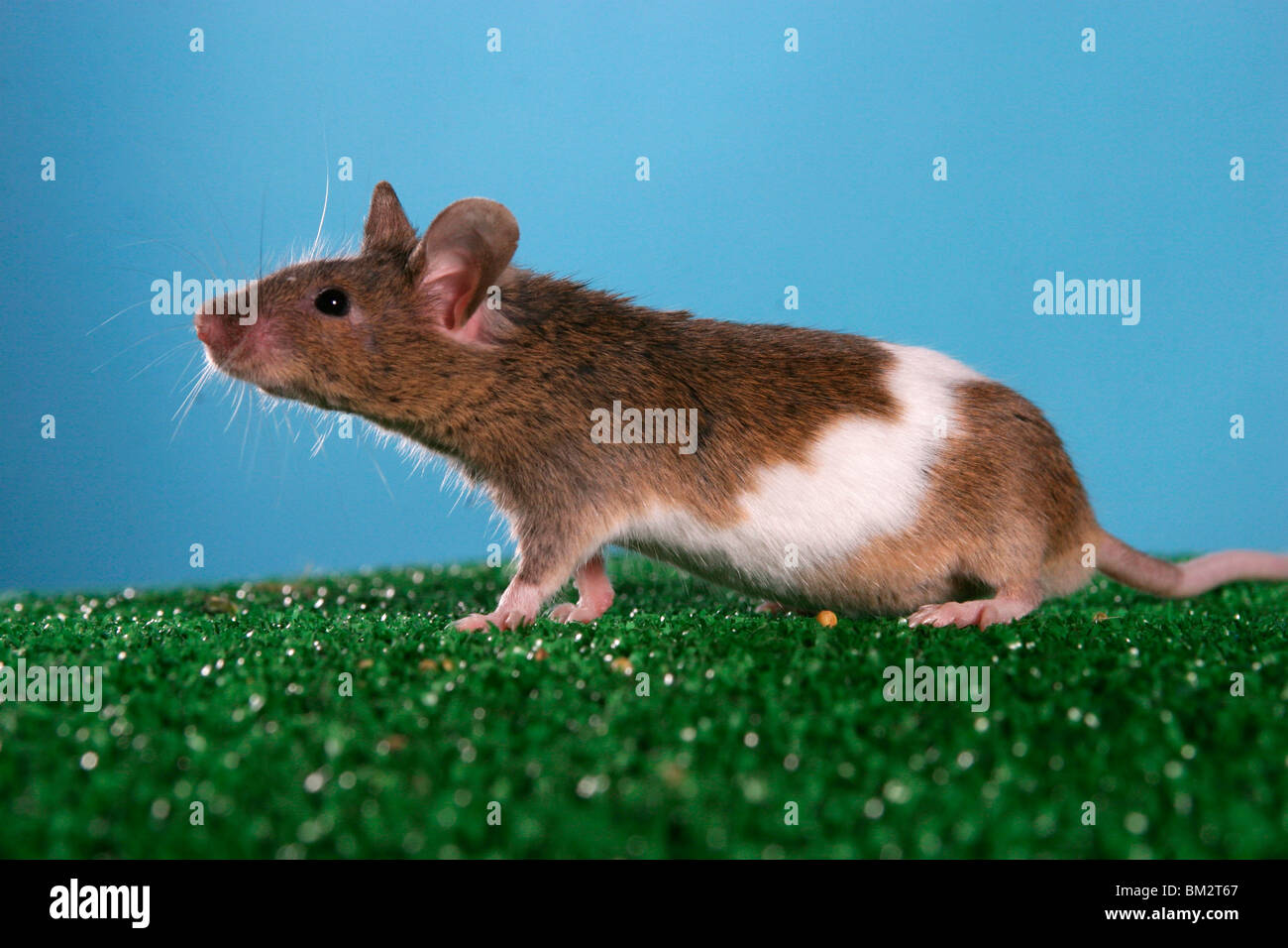 Maus / mouse Stock Photo - Alamy
