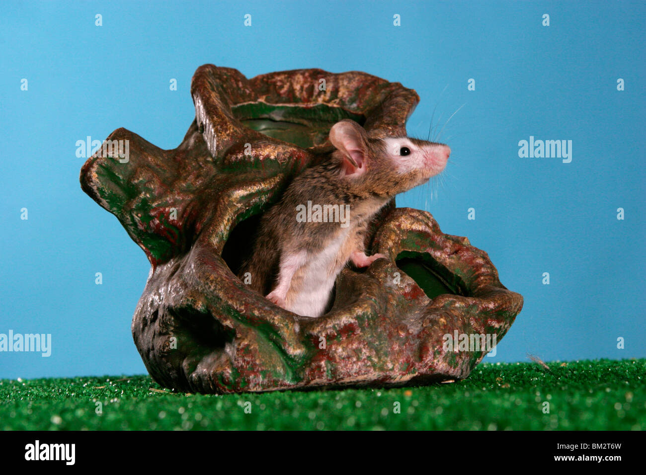 Maus / mouse Stock Photo - Alamy