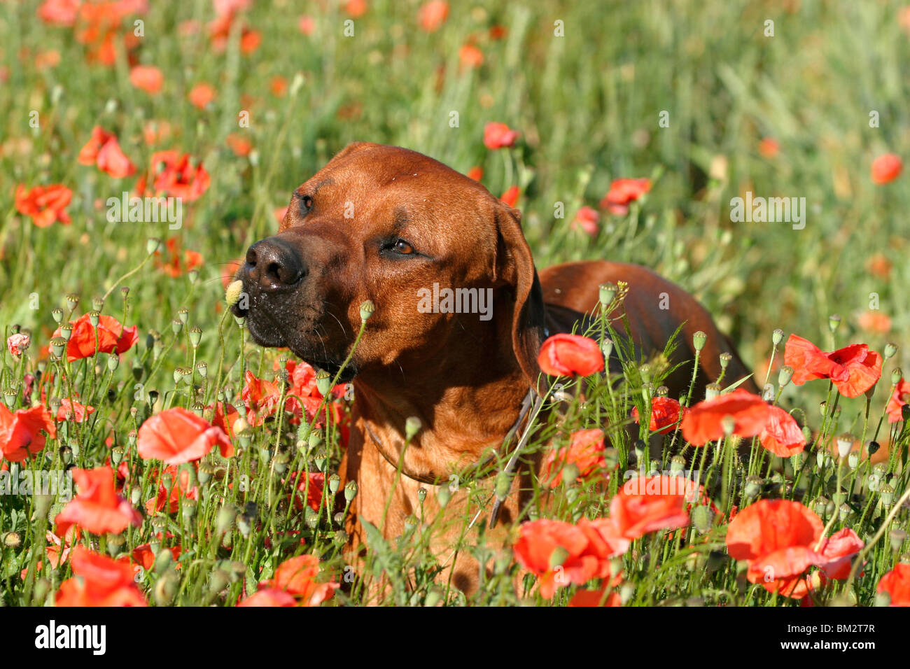 stehender / standing Rhodesian Ridgeback Stock Photo - Alamy