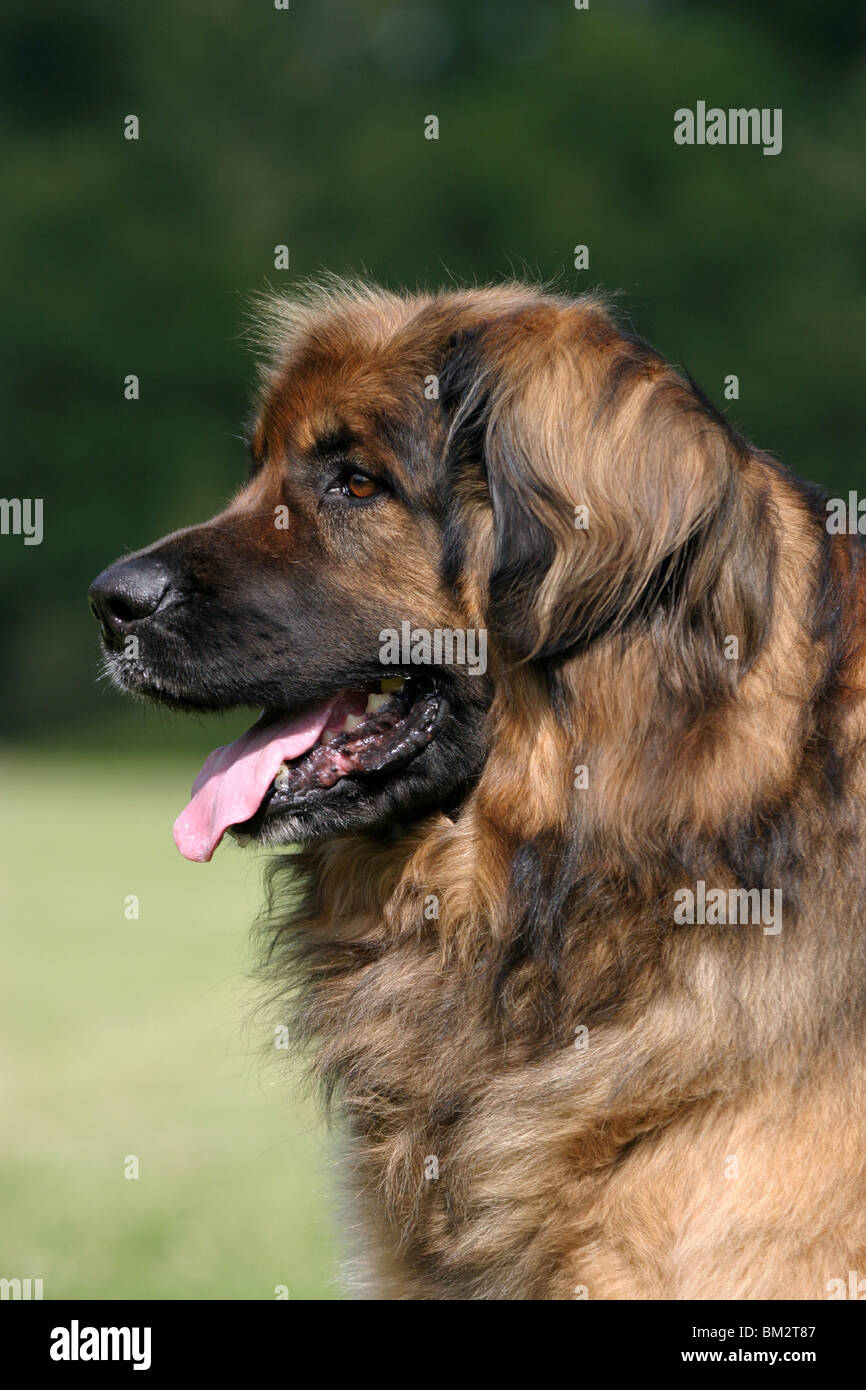 Leonberger dog big hi-res stock photography and images - Alamy
