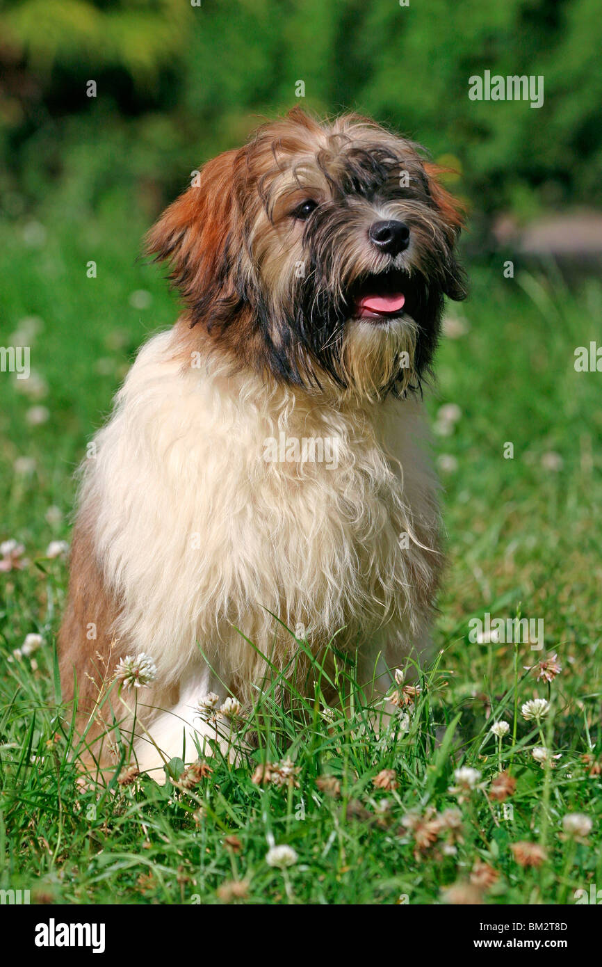 Löwchen im Sitz / sitting dog Stock Photo - Alamy