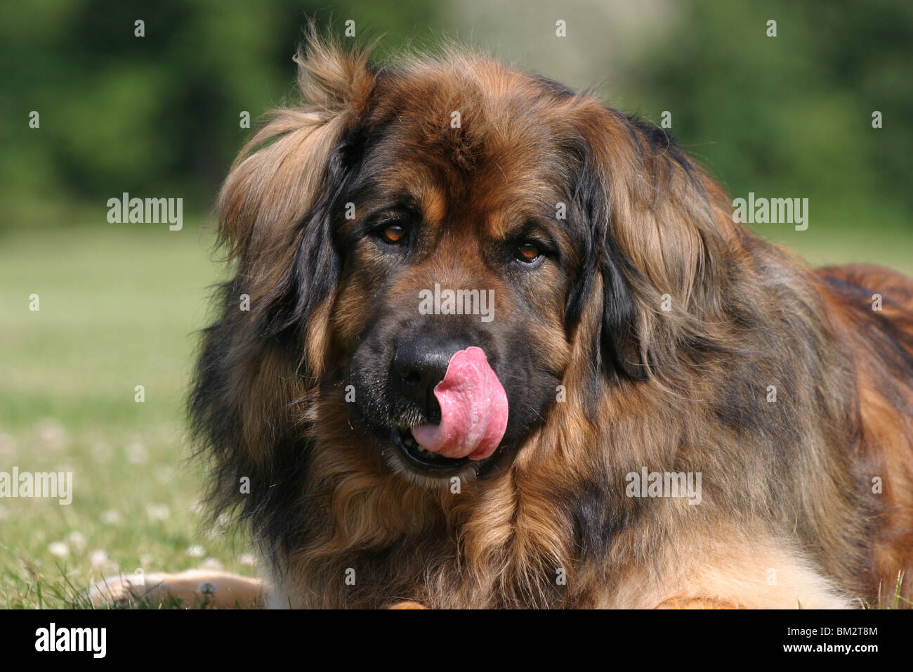Does The Leonberger Attack Humans