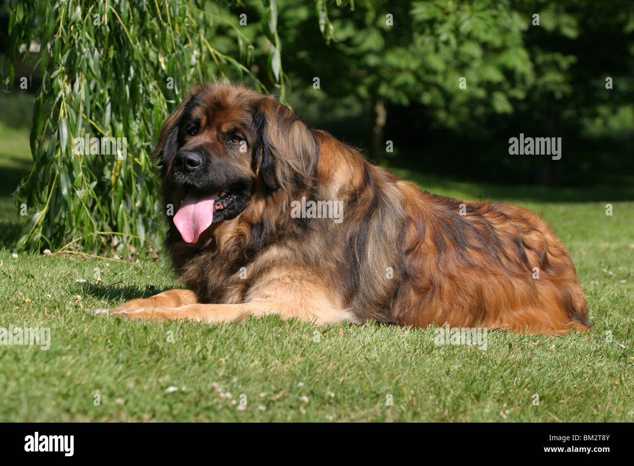 liegender / lying Leonberger Stock Photo - Alamy
