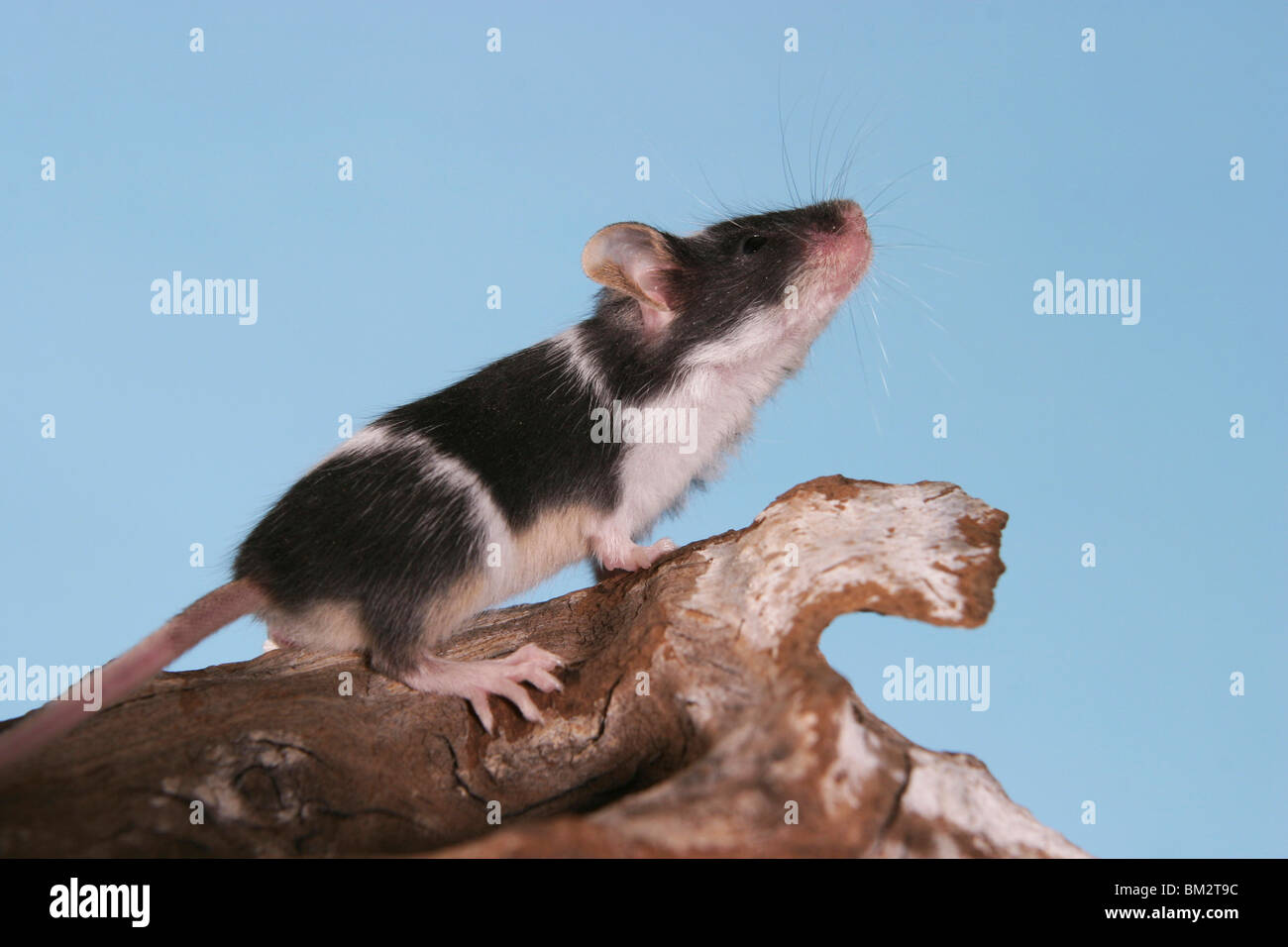 Kletternde maus hi-res stock photography and images - Alamy