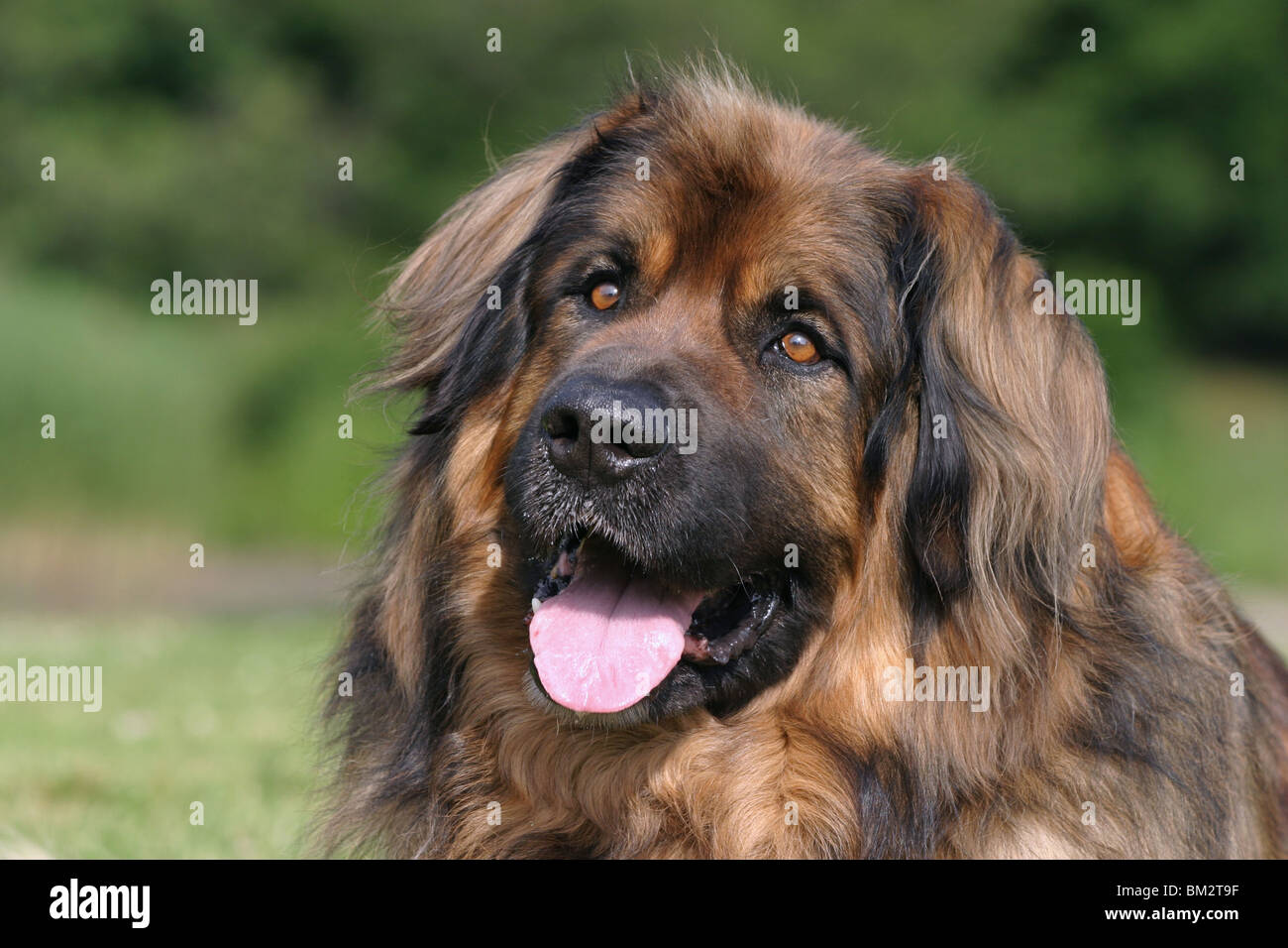 Leonberger hund hi-res stock photography and images - Alamy