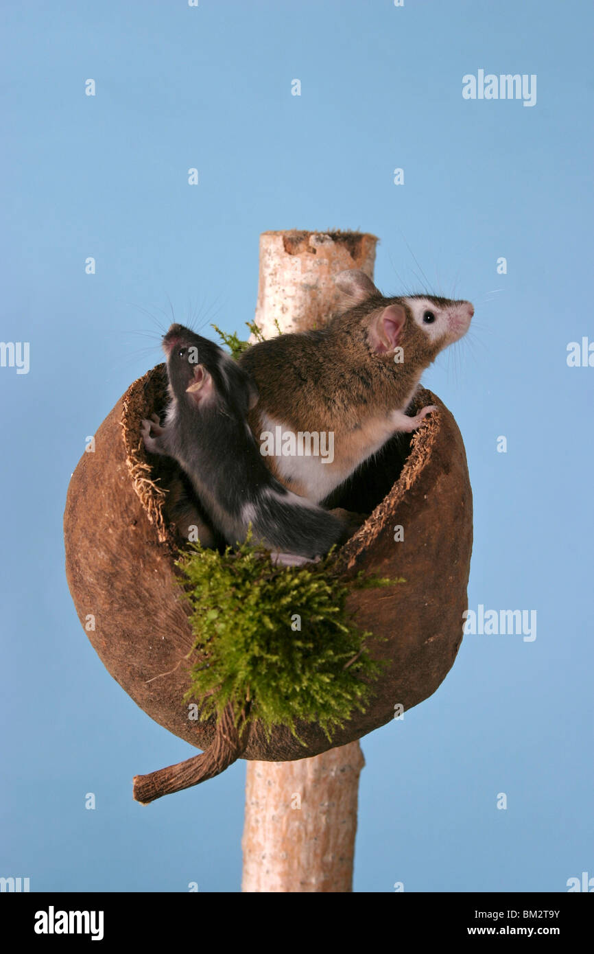 Kletternde maus hi-res stock photography and images - Alamy