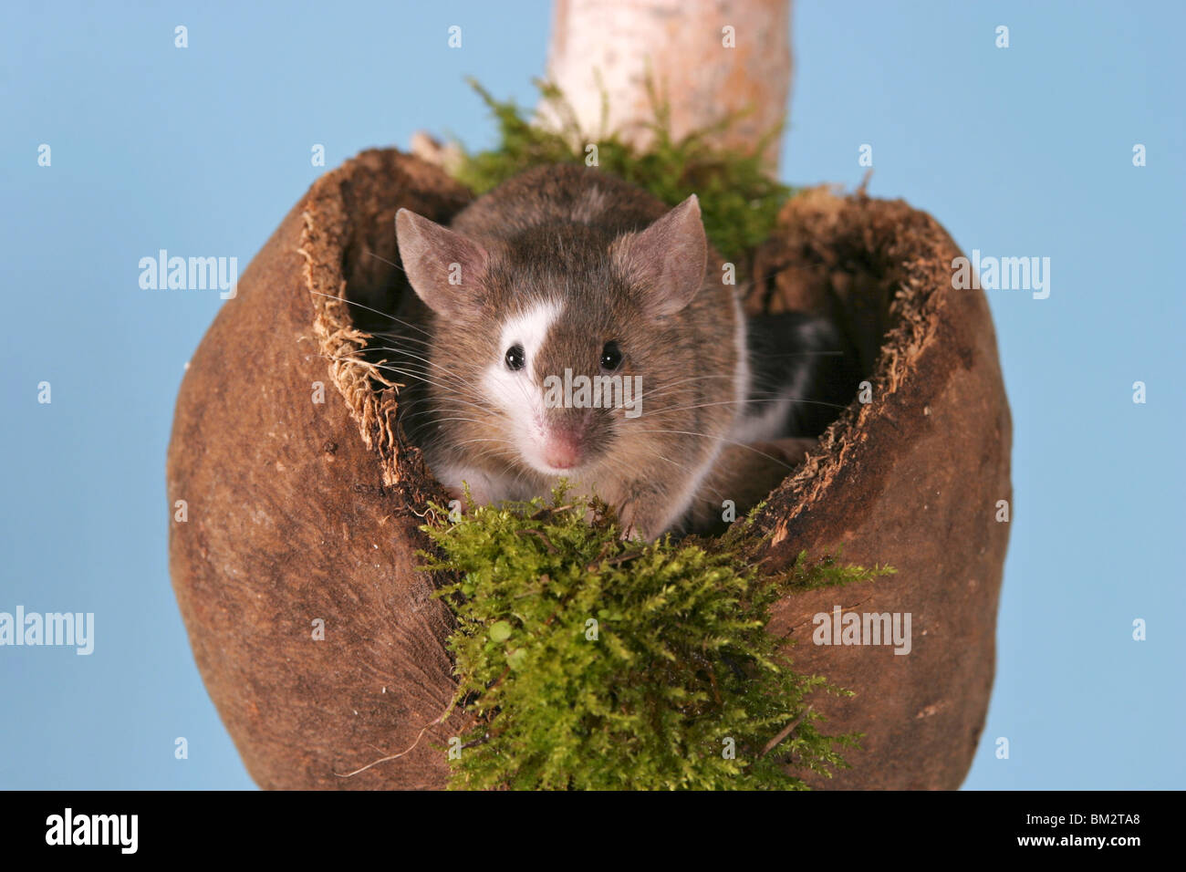 Maus / mouse Stock Photo - Alamy