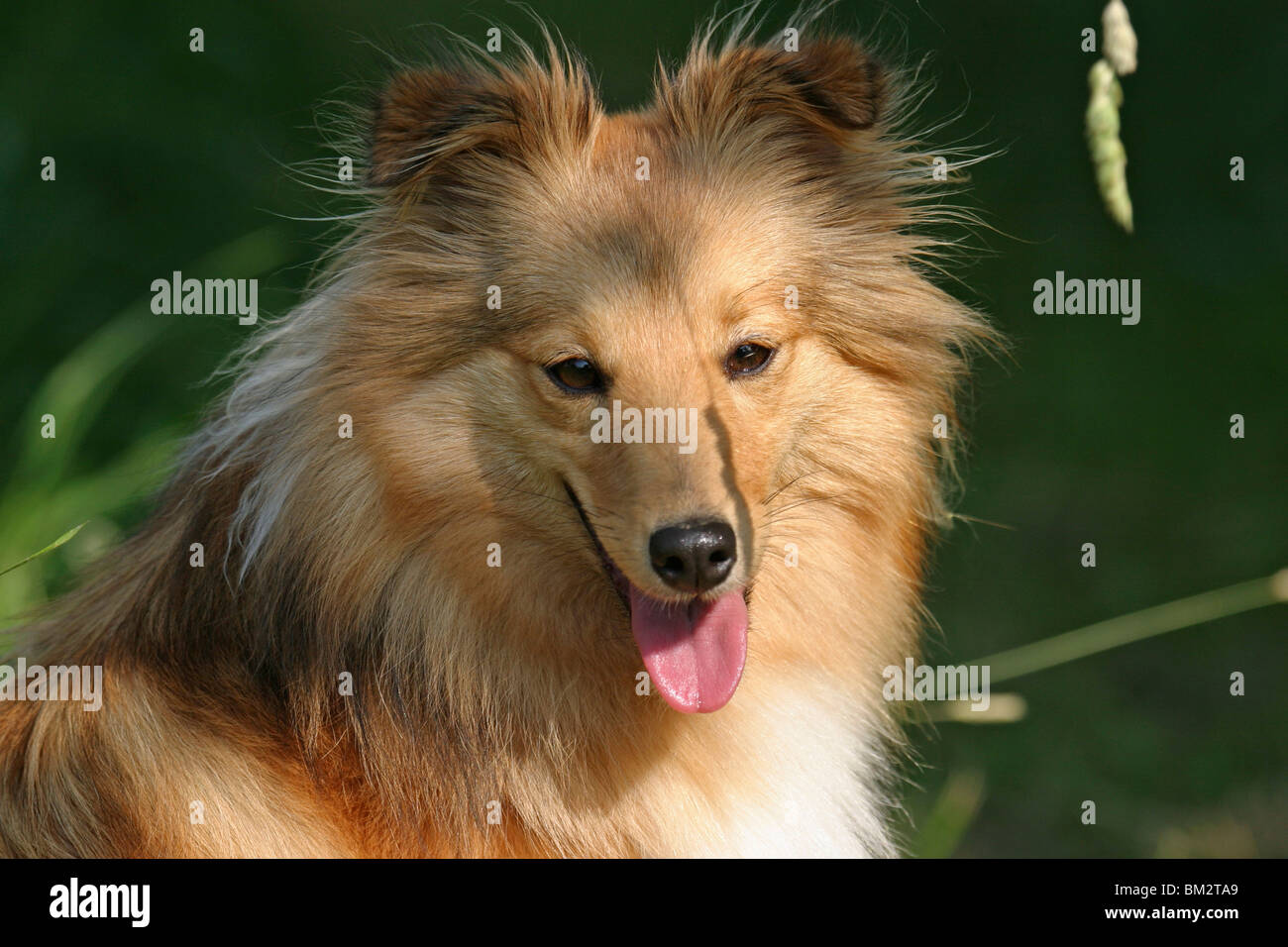 Shetland schaferhunde hi-res stock photography and images - Alamy