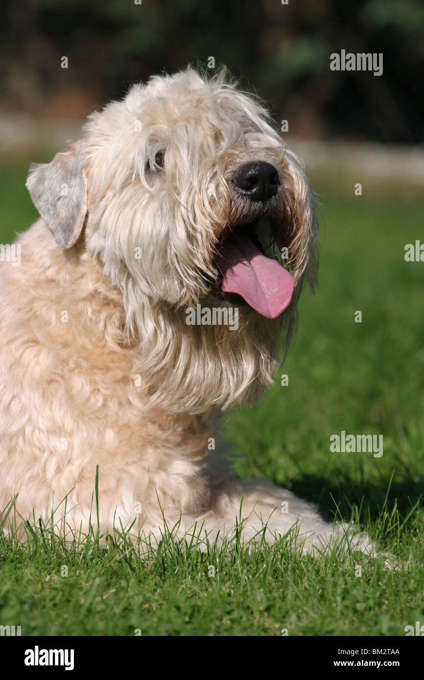 liegender / lying Irish Soft Coated Wheaten Terrier Stock Photo - Alamy