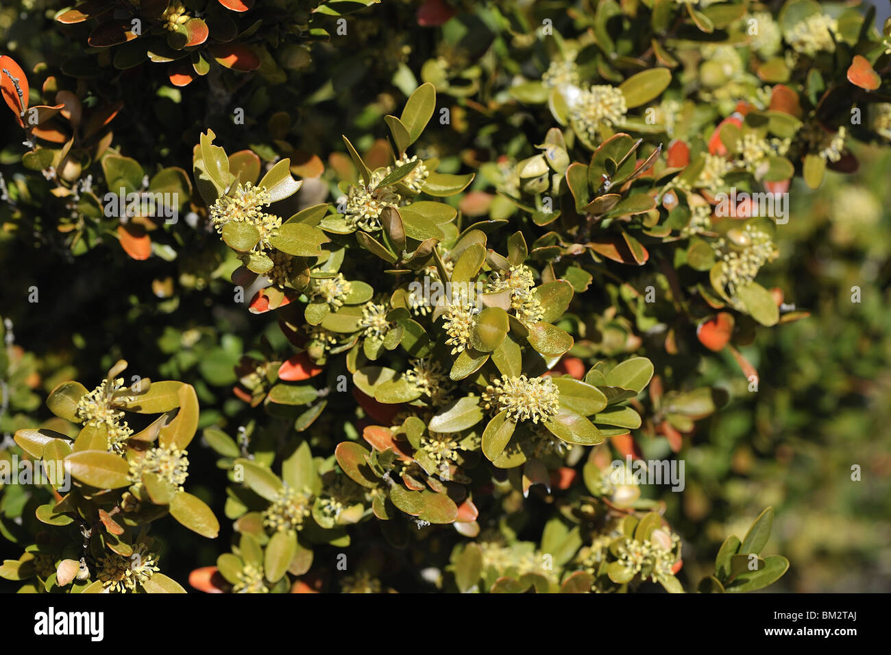 Buxus sempervirens box flower hi-res stock photography and images - Alamy