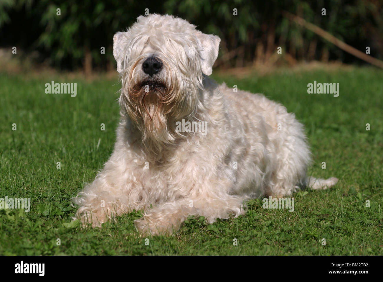 Hund irish terrier hi-res stock photography and images - Alamy