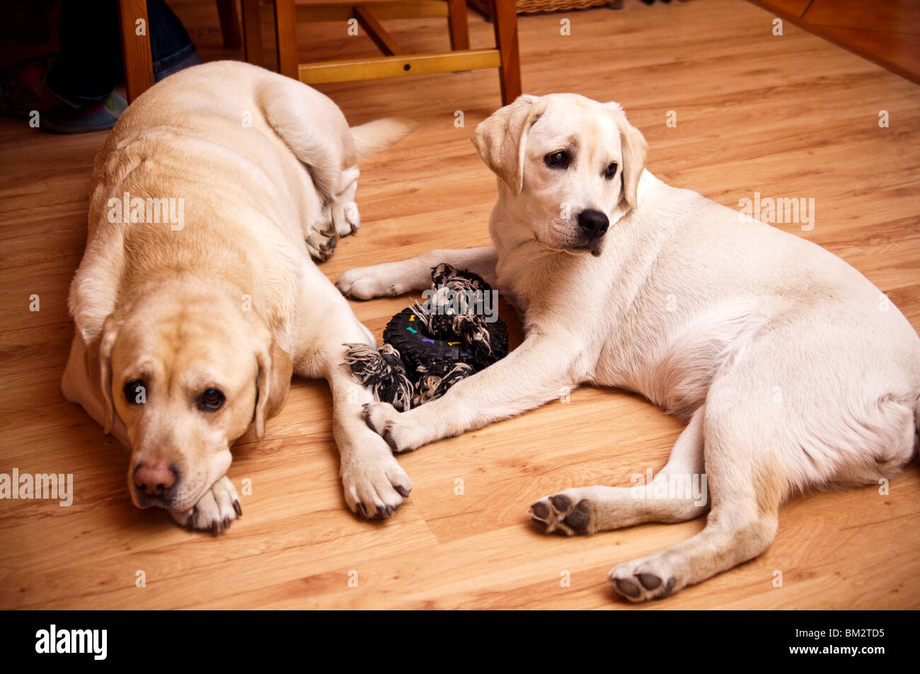 Two labradors hi-res stock photography and images - Alamy