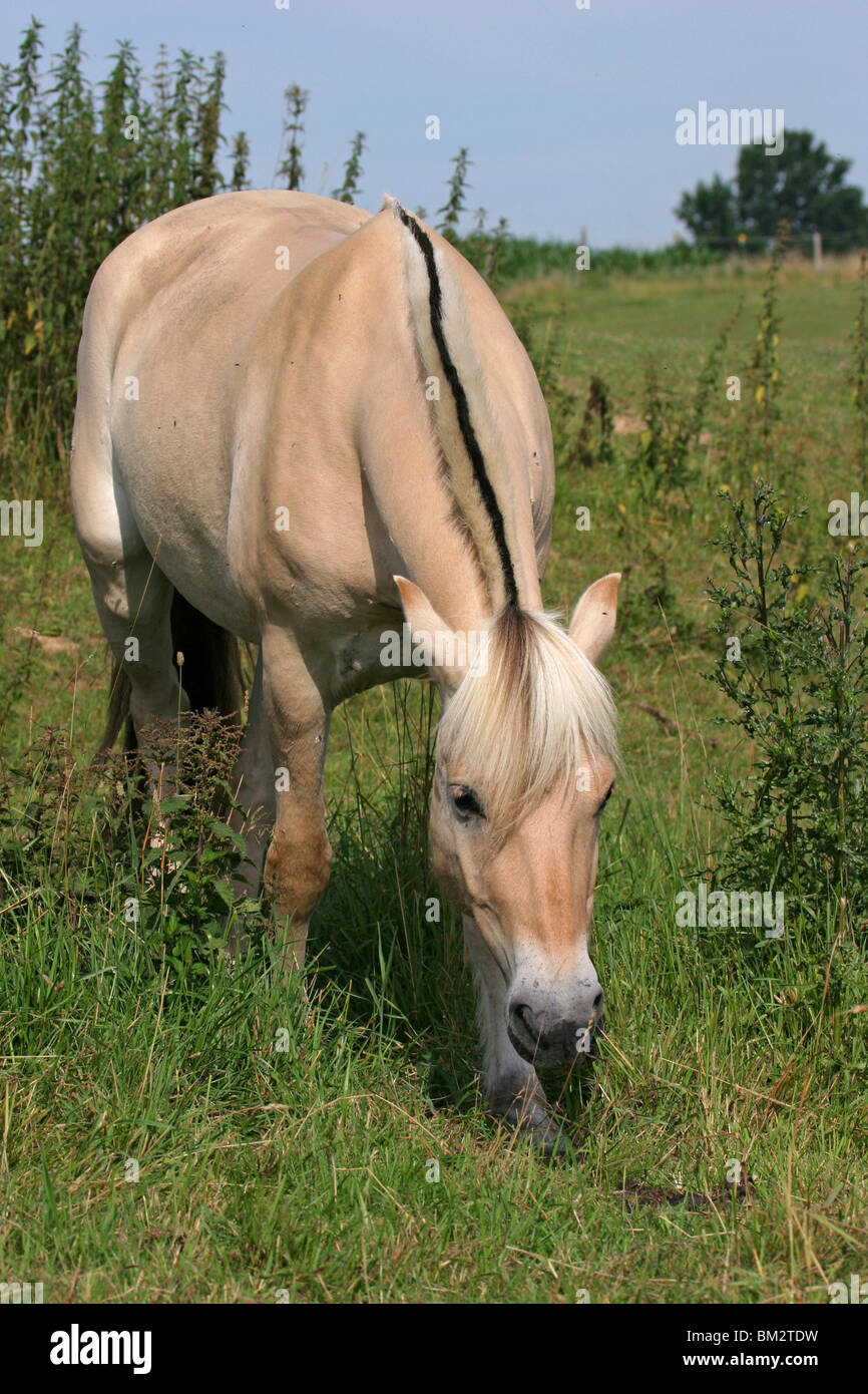 grasendes Fjordpferd / grazing horse Stock Photo - Alamy