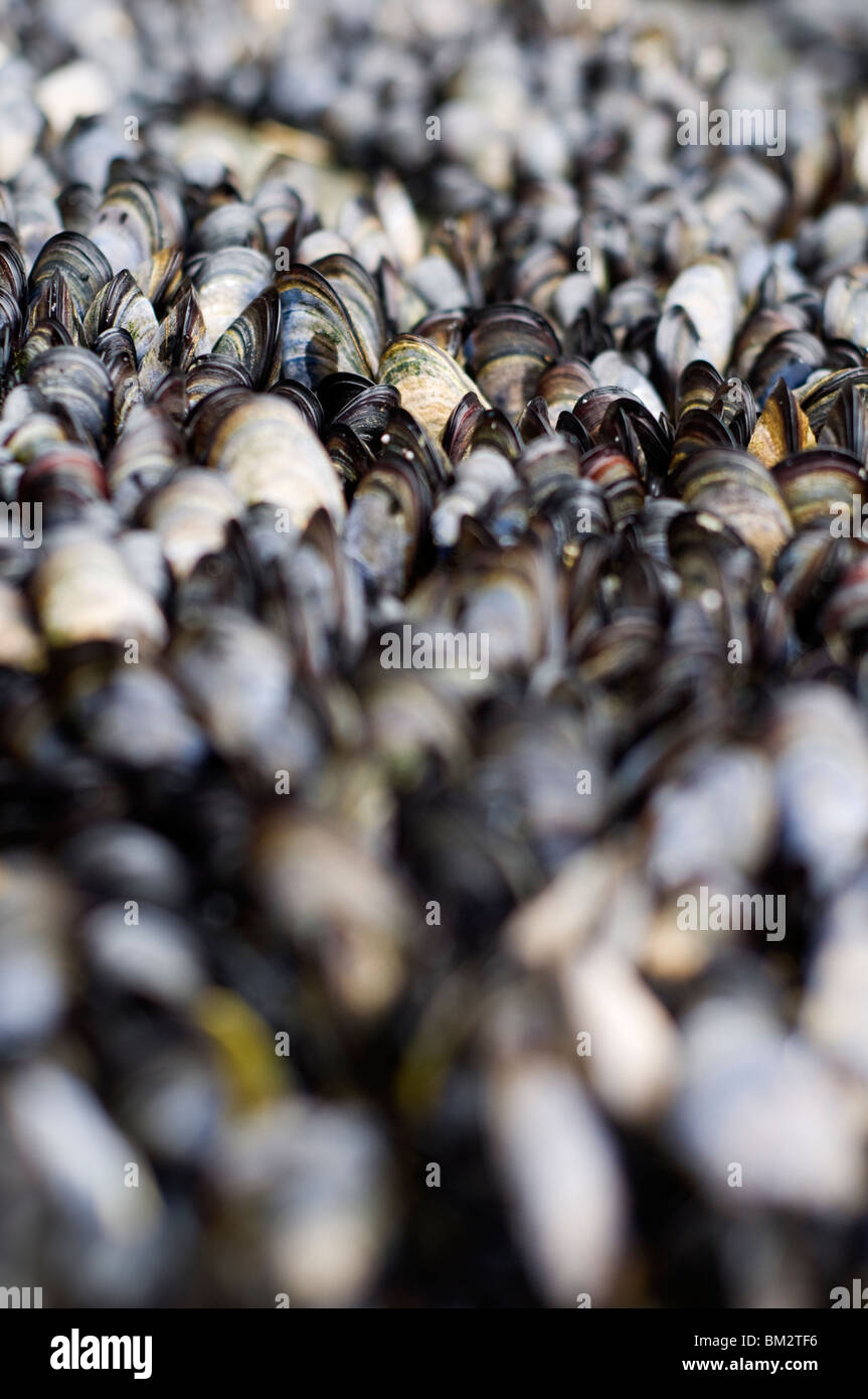 Common, or blue, mussels (Mytilus edulis) on rocks on Bossiney beach in ...