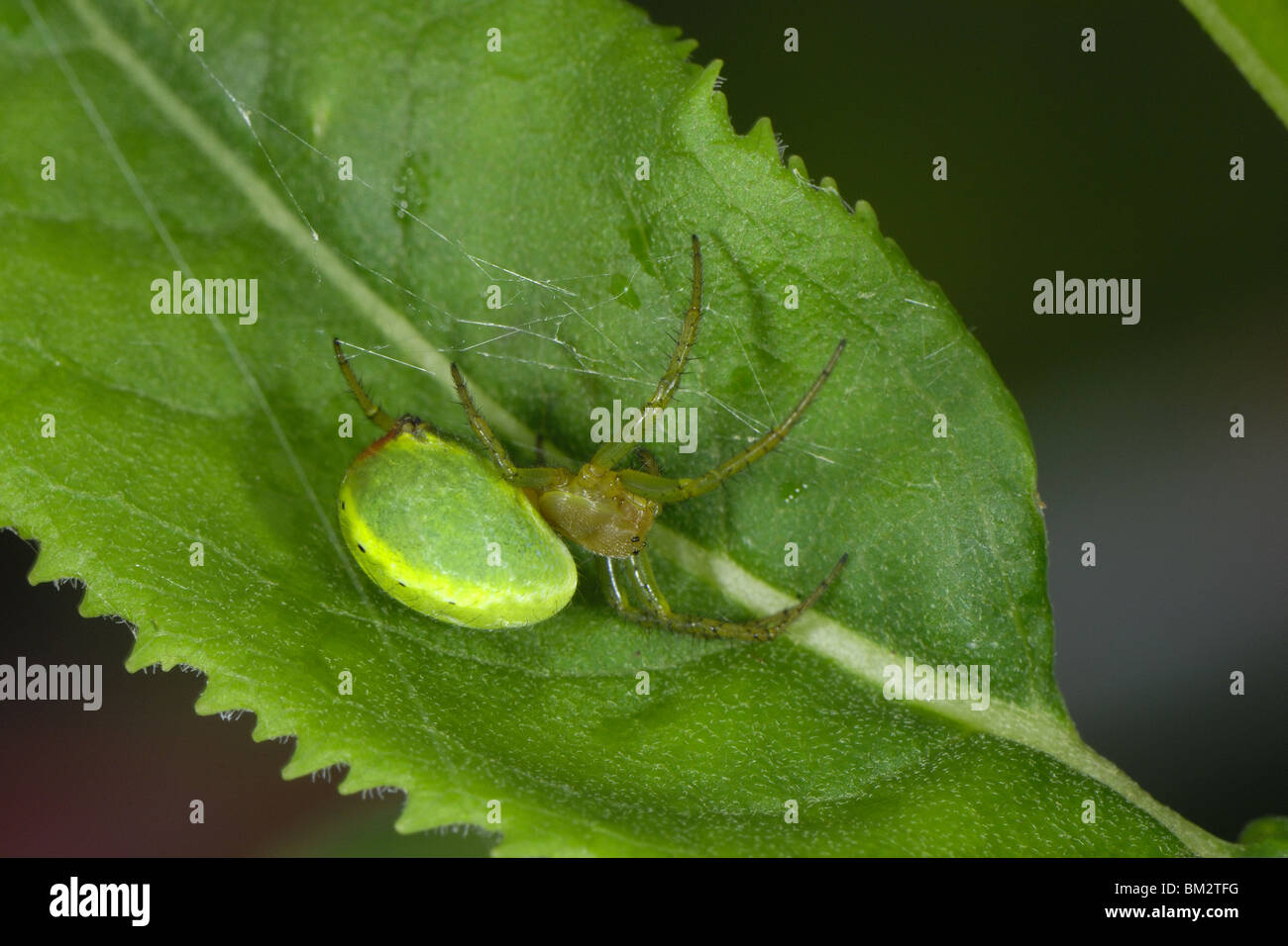 Cucumber spider hi-res stock photography and images - Alamy
