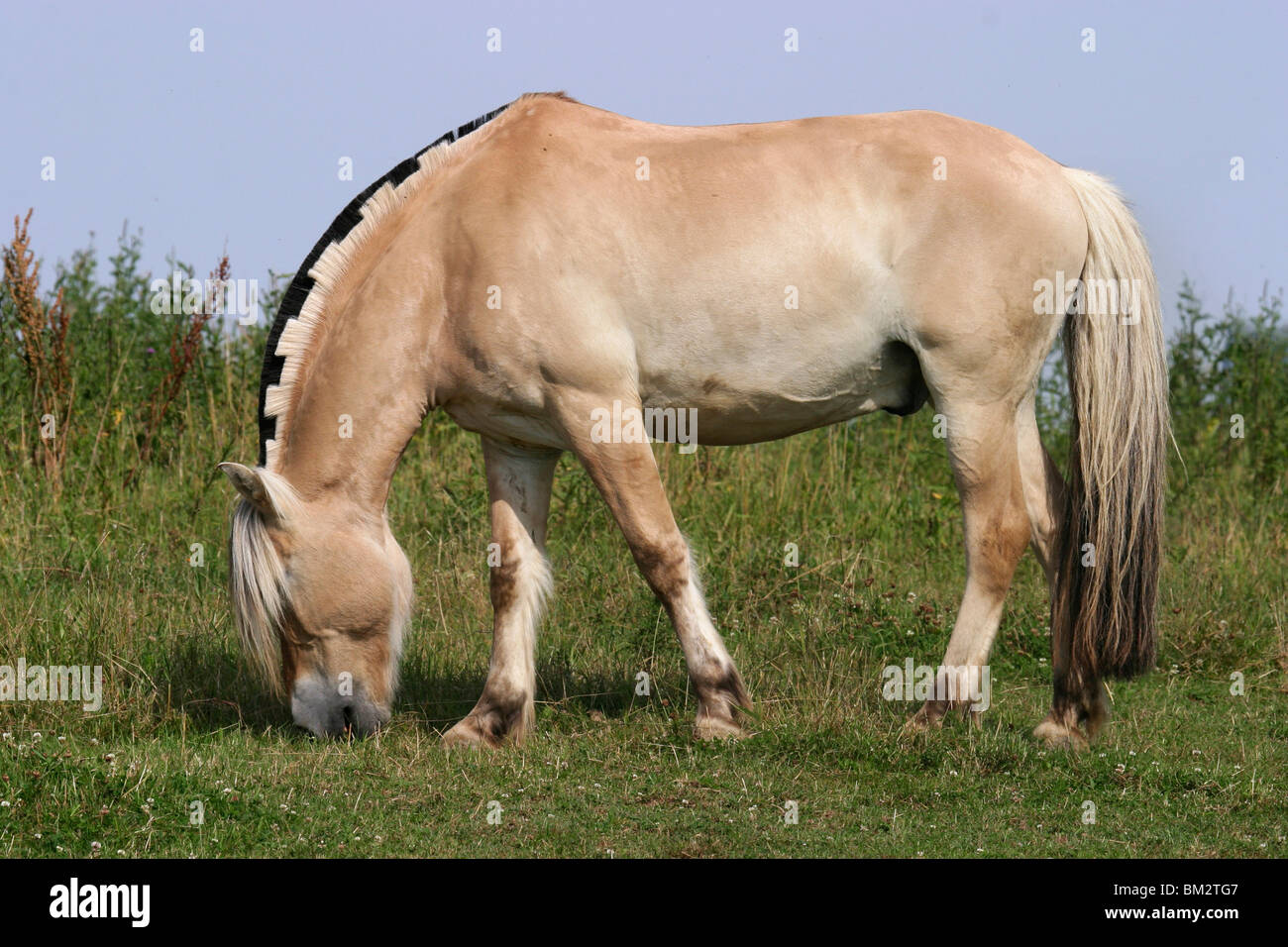 grasendes Fjordpferd / grazing horse Stock Photo - Alamy