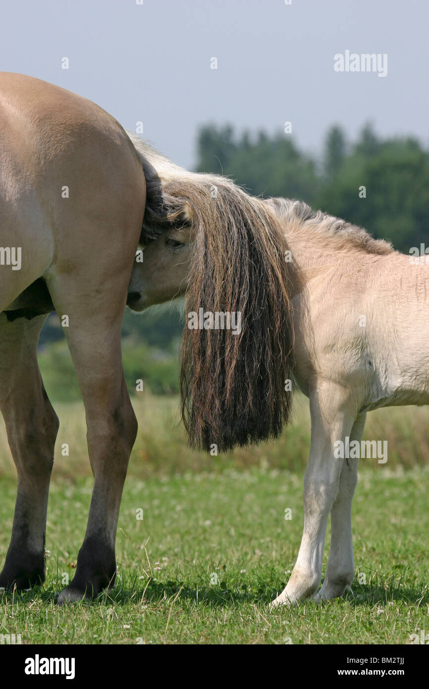 Land gras mutter hi-res stock photography and images - Alamy