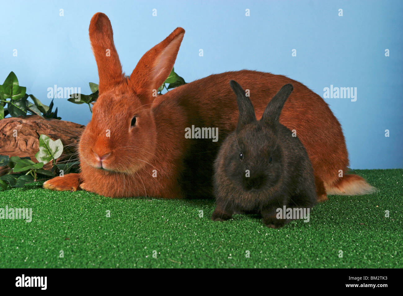 Kaninchen 2 hi-res stock photography and images - Alamy