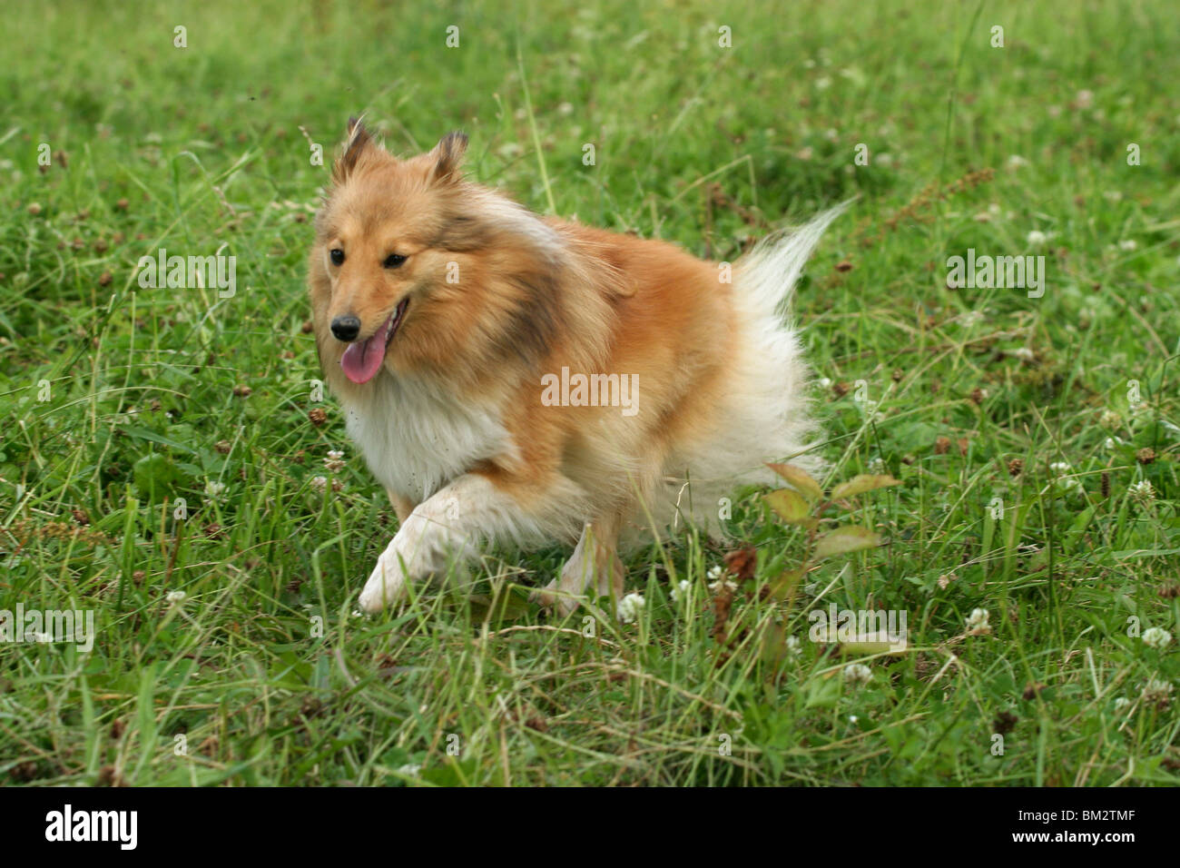 rennender / running Sheltie Stock Photo - Alamy