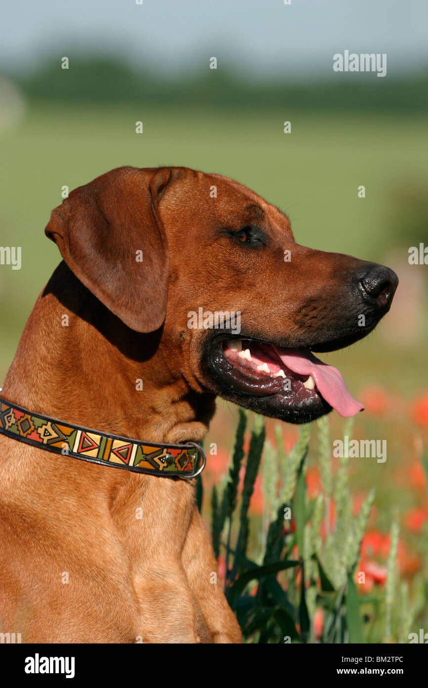 Rhodesian Ridgeback Portrait Stock Photo - Alamy