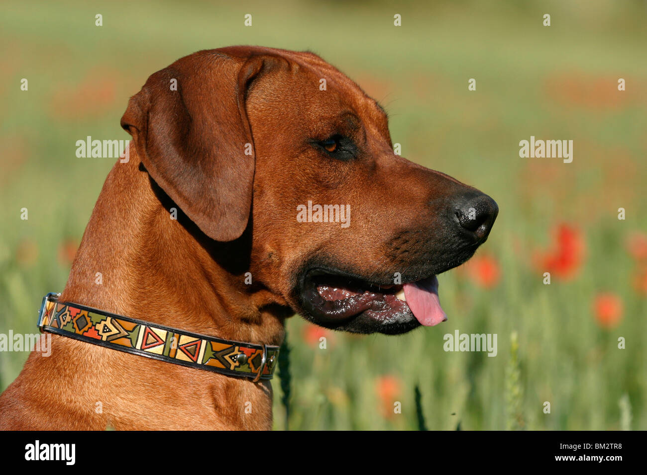Rhodesian Ridgeback Portrait Stock Photo - Alamy