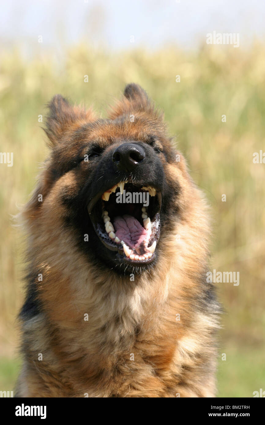 Funny deutscher schaferhund hi-res stock photography and images - Alamy