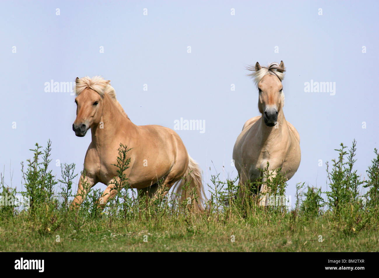 rennende Pferde / running horses Stock Photo - Alamy