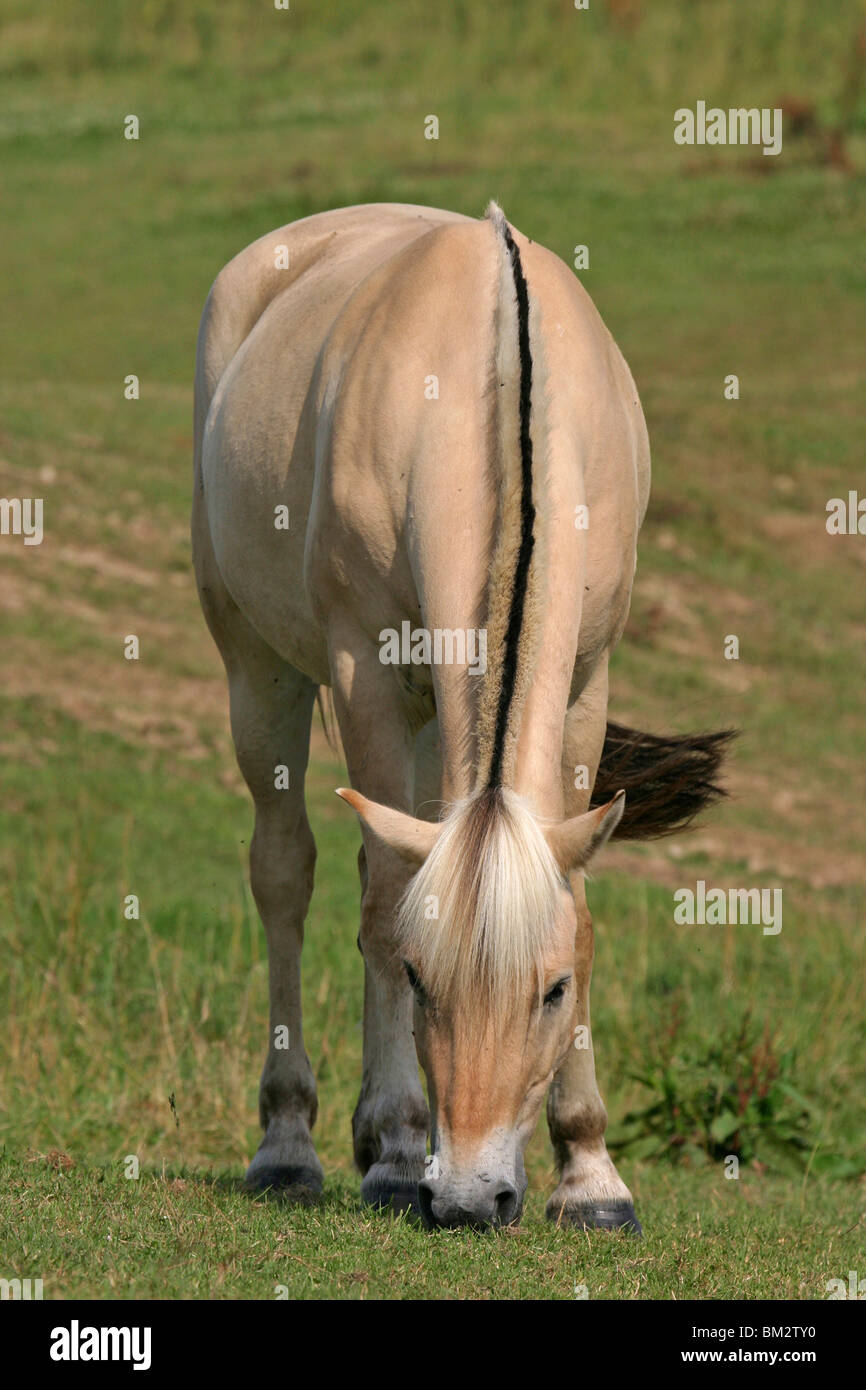 grasendes Fjordpferd / grazing horse Stock Photo - Alamy