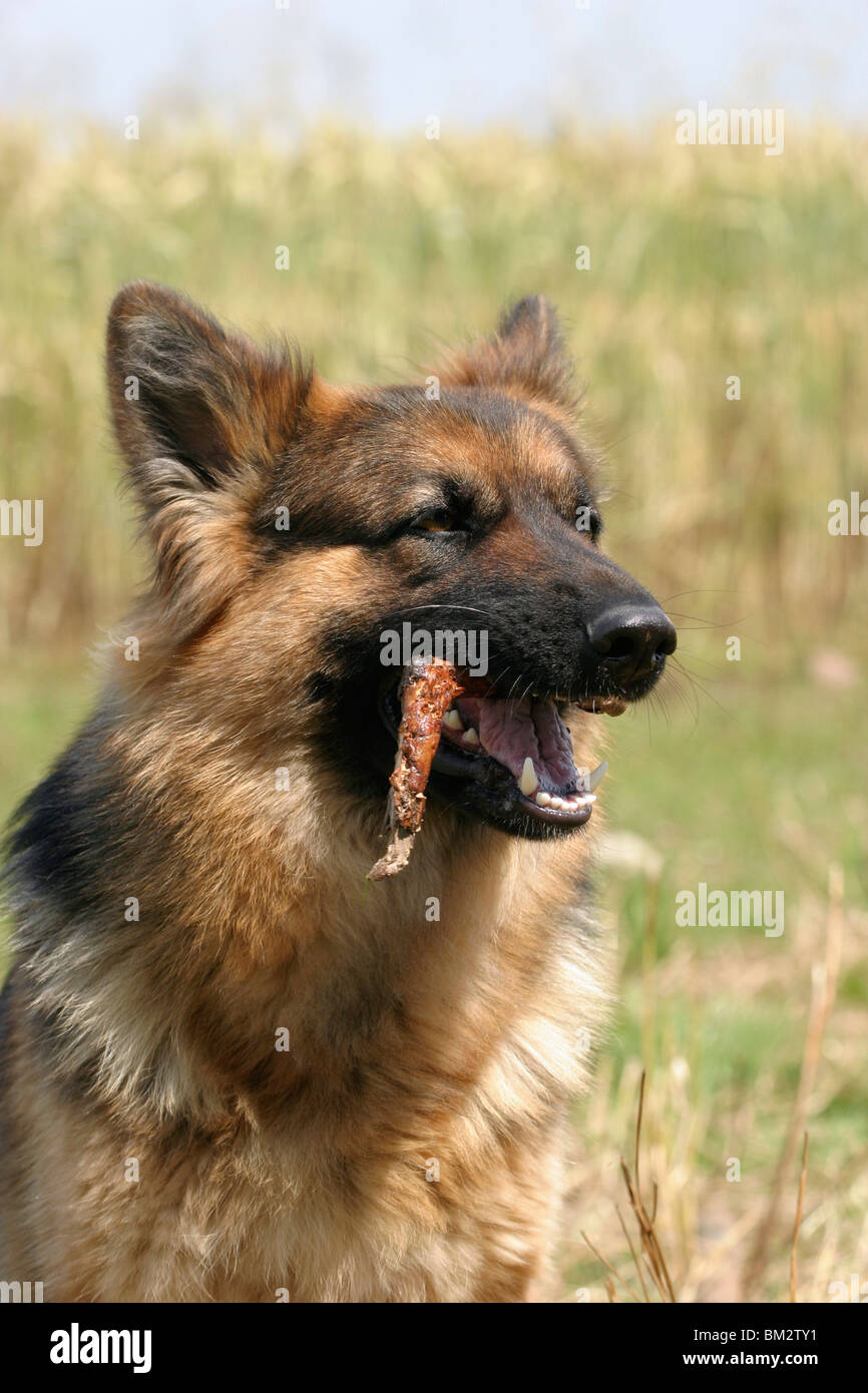 Deutscher Schäferhund / German Shepherd Portrait Stock Photo - Alamy