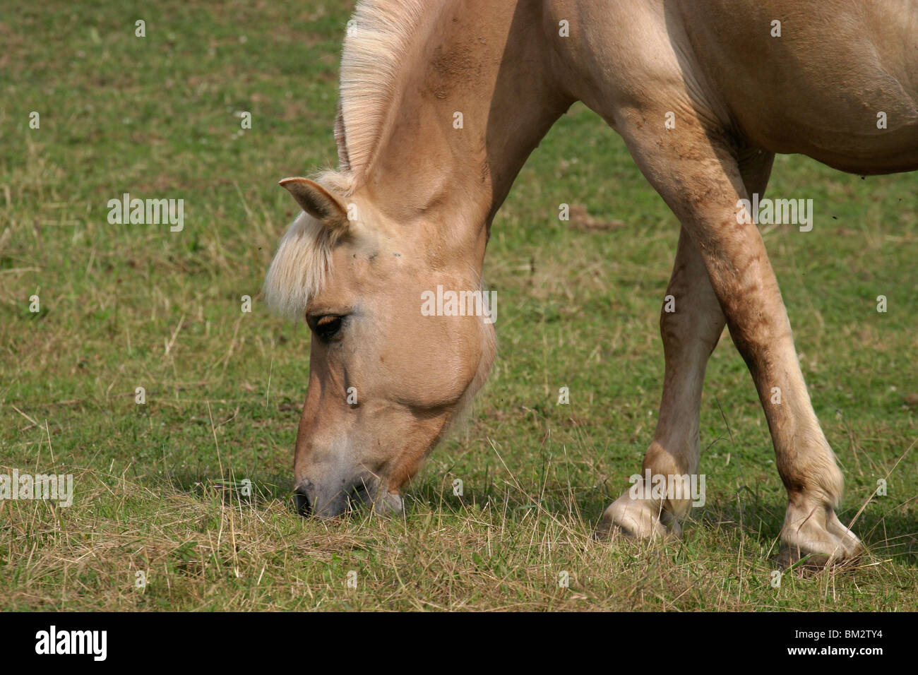grasendes Fjordpferd / grazing horse Stock Photo - Alamy
