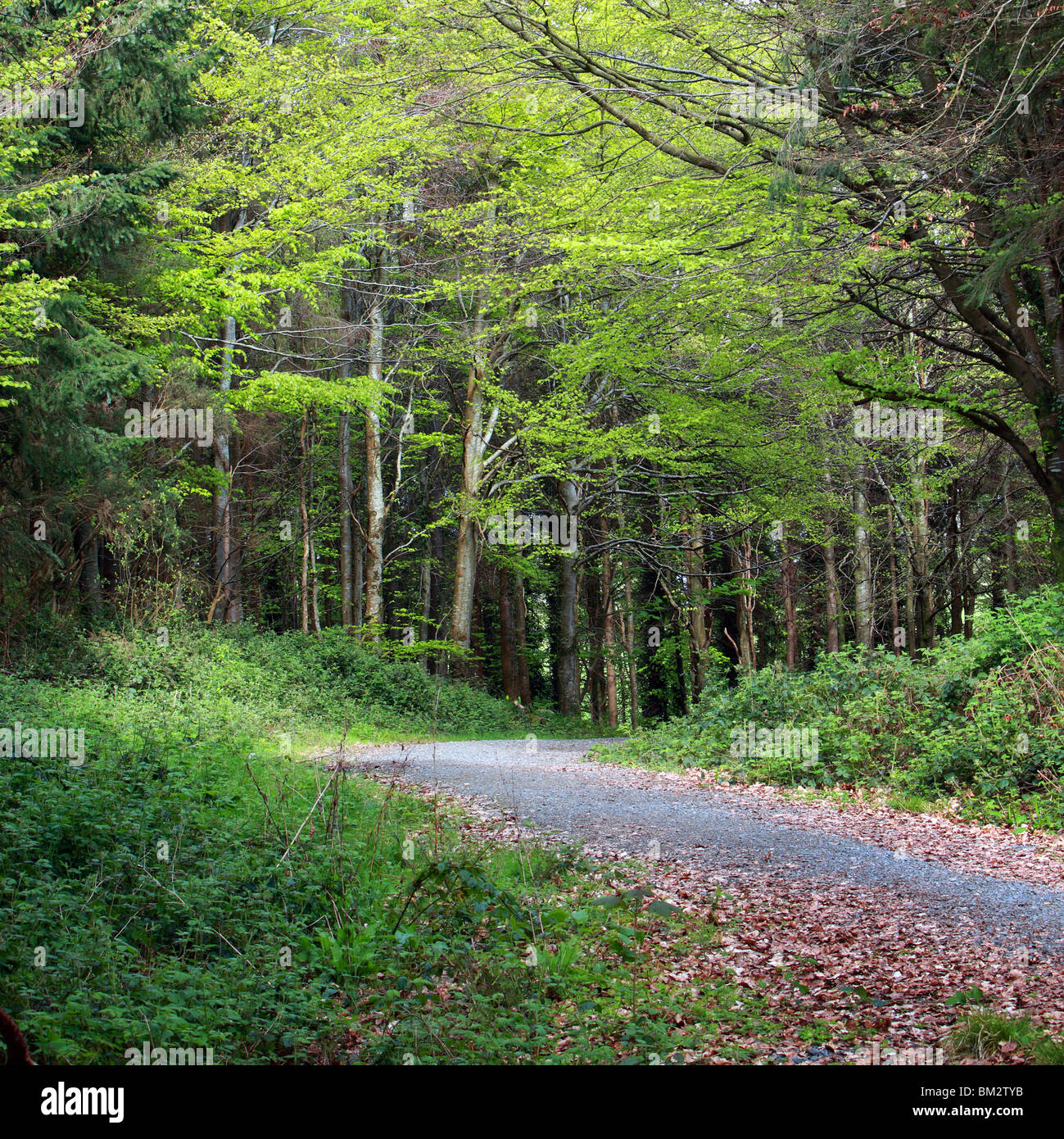 A pathway throuh Castlelough Woods in North Tipperary Stock Photo - Alamy