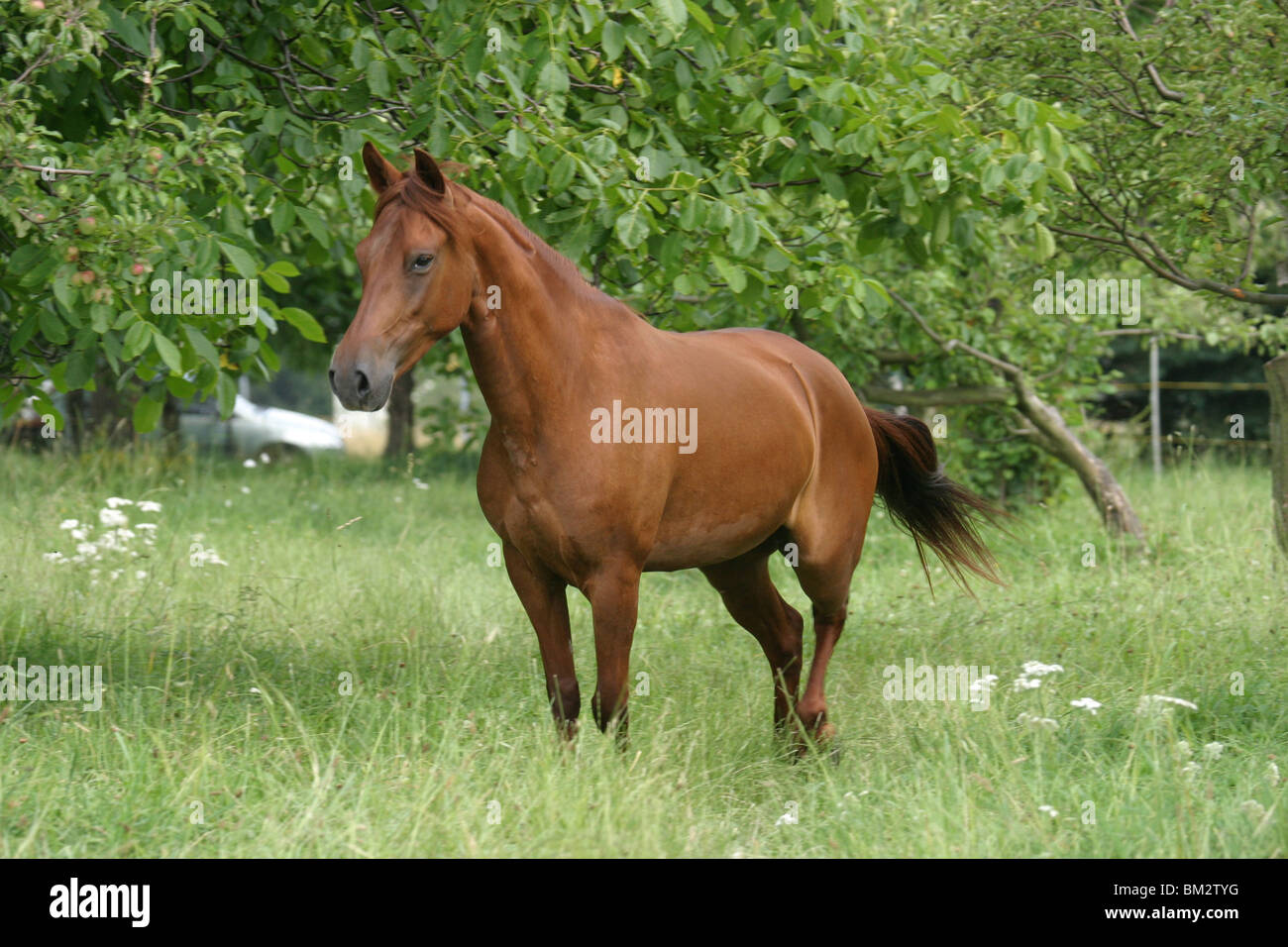 Pferd auf der weide hi-res stock photography and images - Alamy