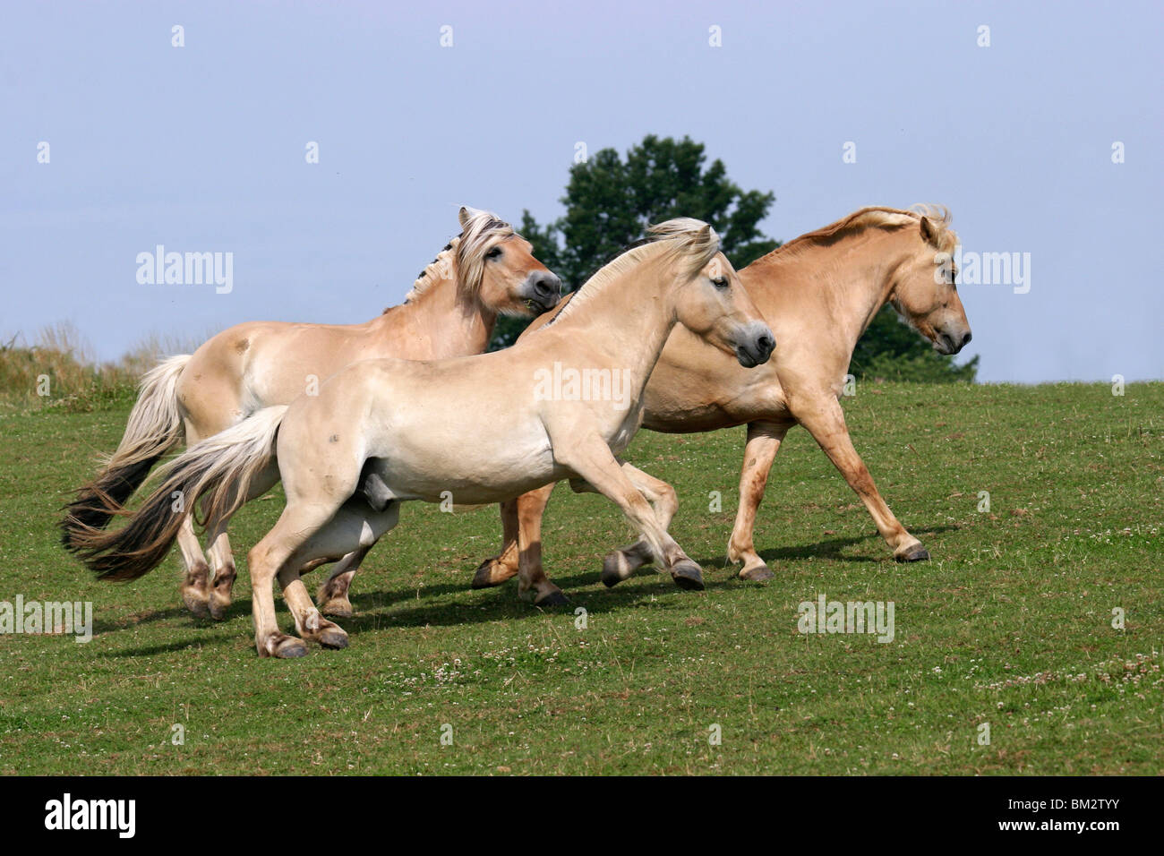 rennende Pferde / running horses Stock Photo - Alamy