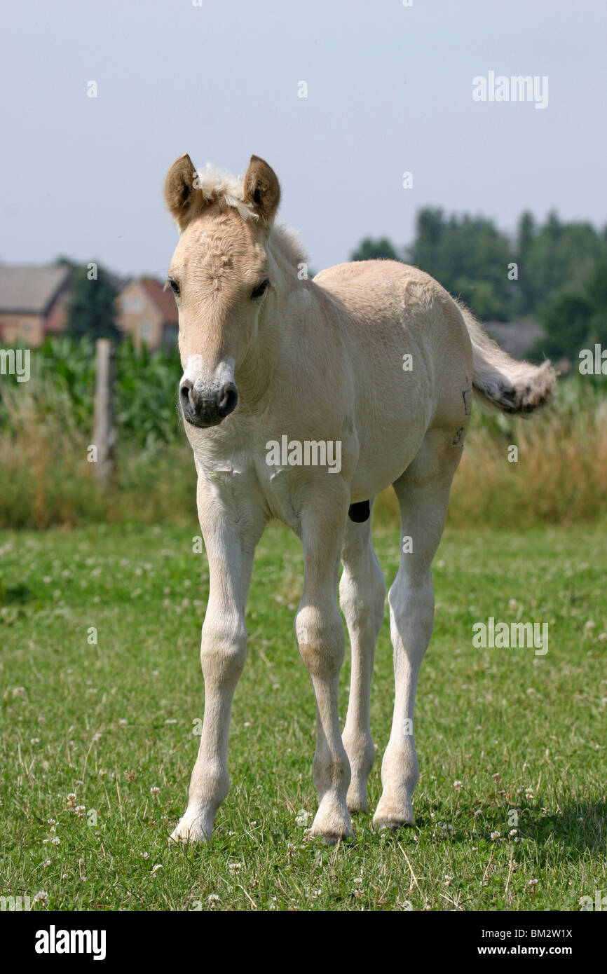 stehendes Fohlen / standing foal Stock Photo - Alamy