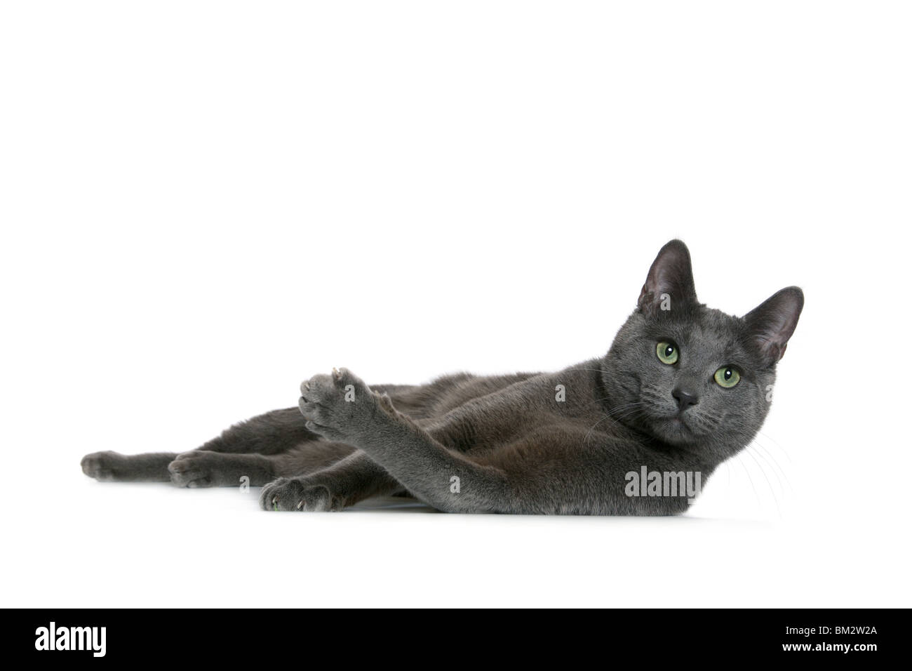 Glowing tail Cut Out Stock Images & Pictures - Alamy