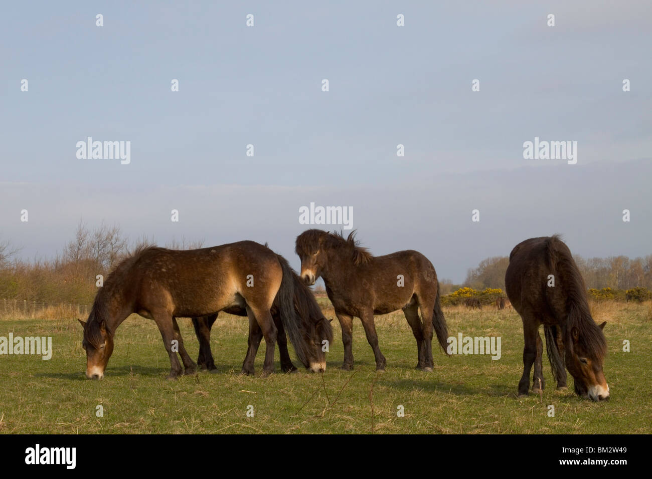 Exmoor ponies on Daisy Hill Nature Reserve Stock Photo - Alamy