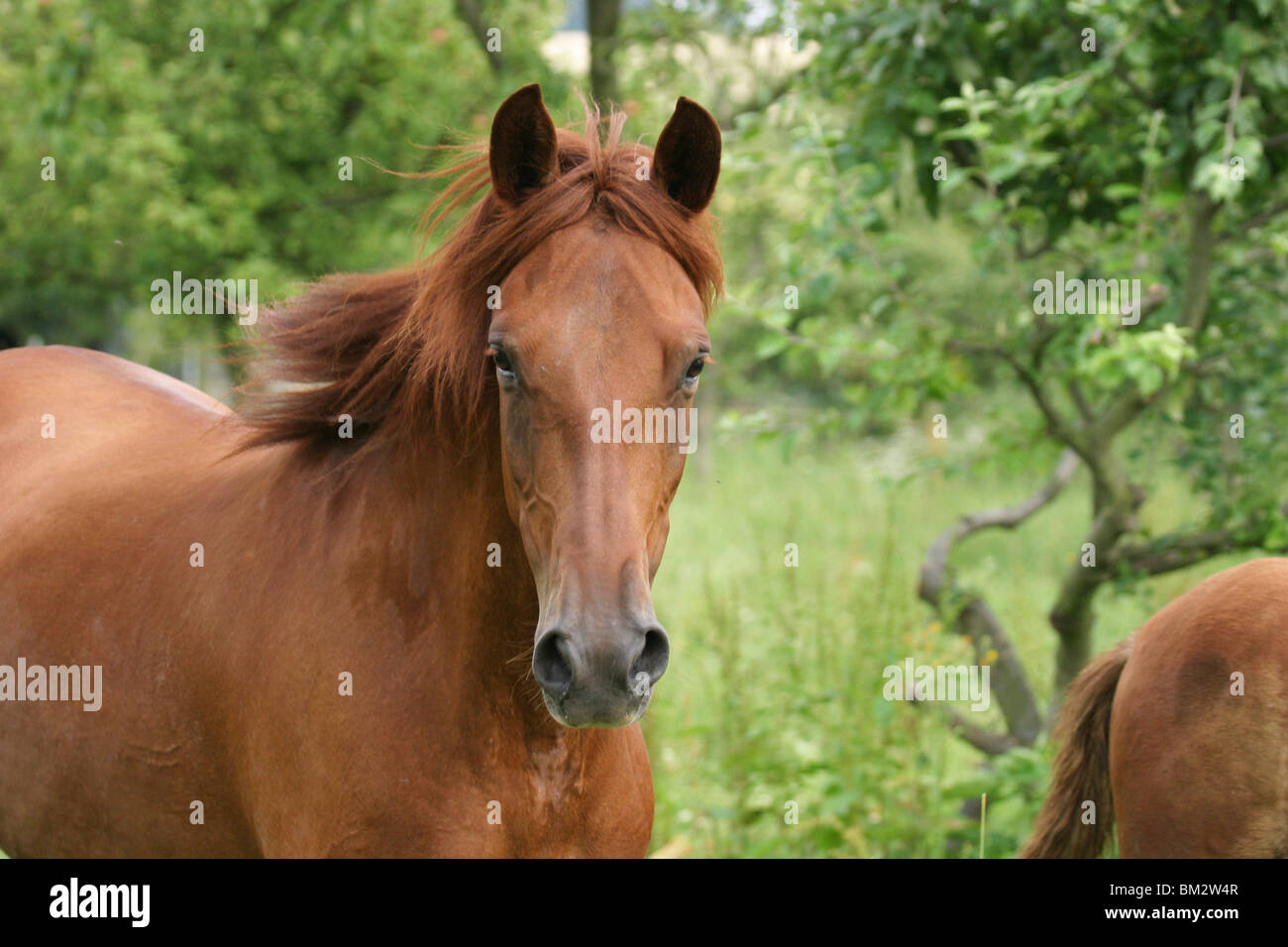 Pferd auf der Weide / Paso Fino mare Stock Photo - Alamy
