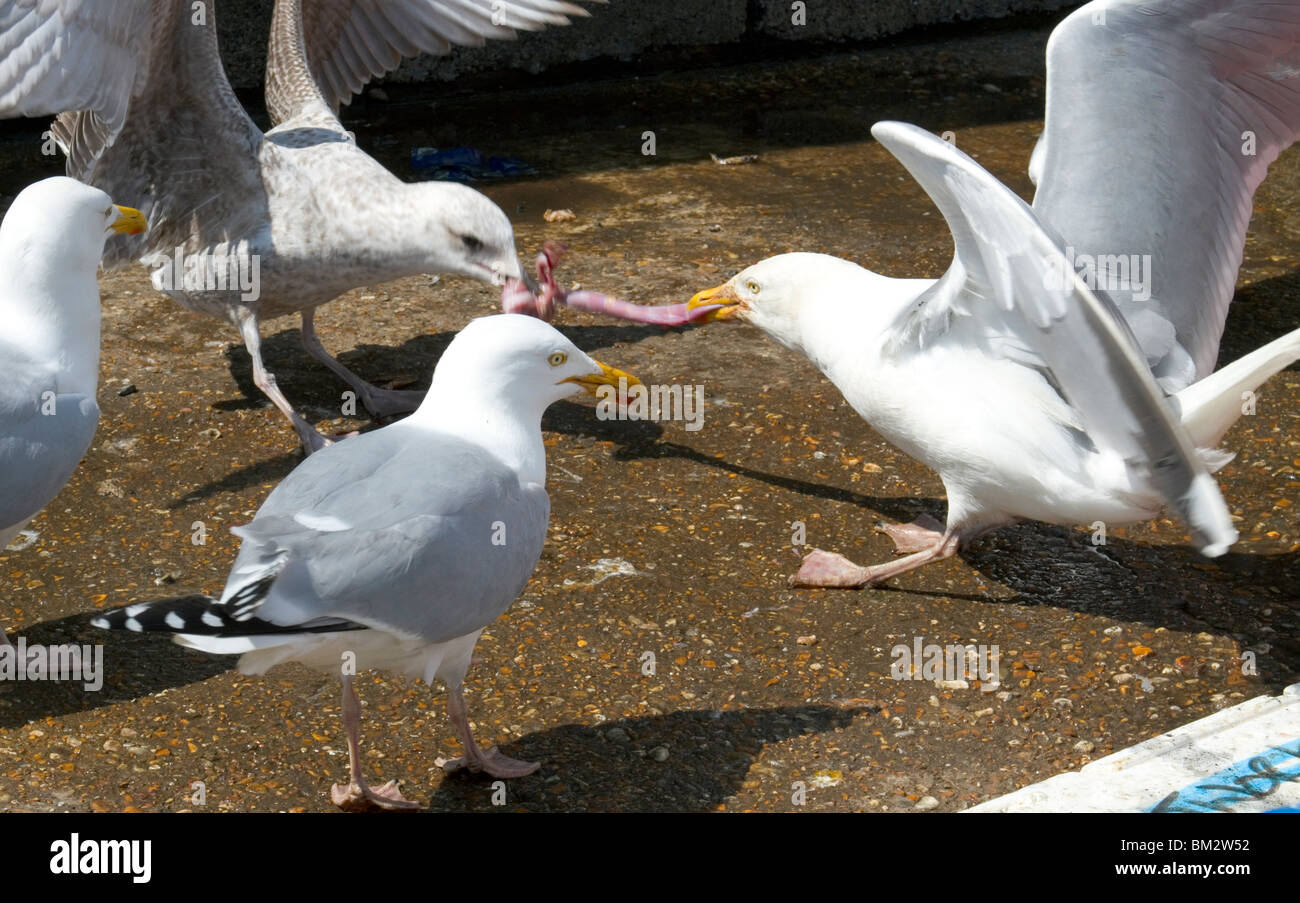 Herring gulls fighting over scraps Stock Photo - Alamy