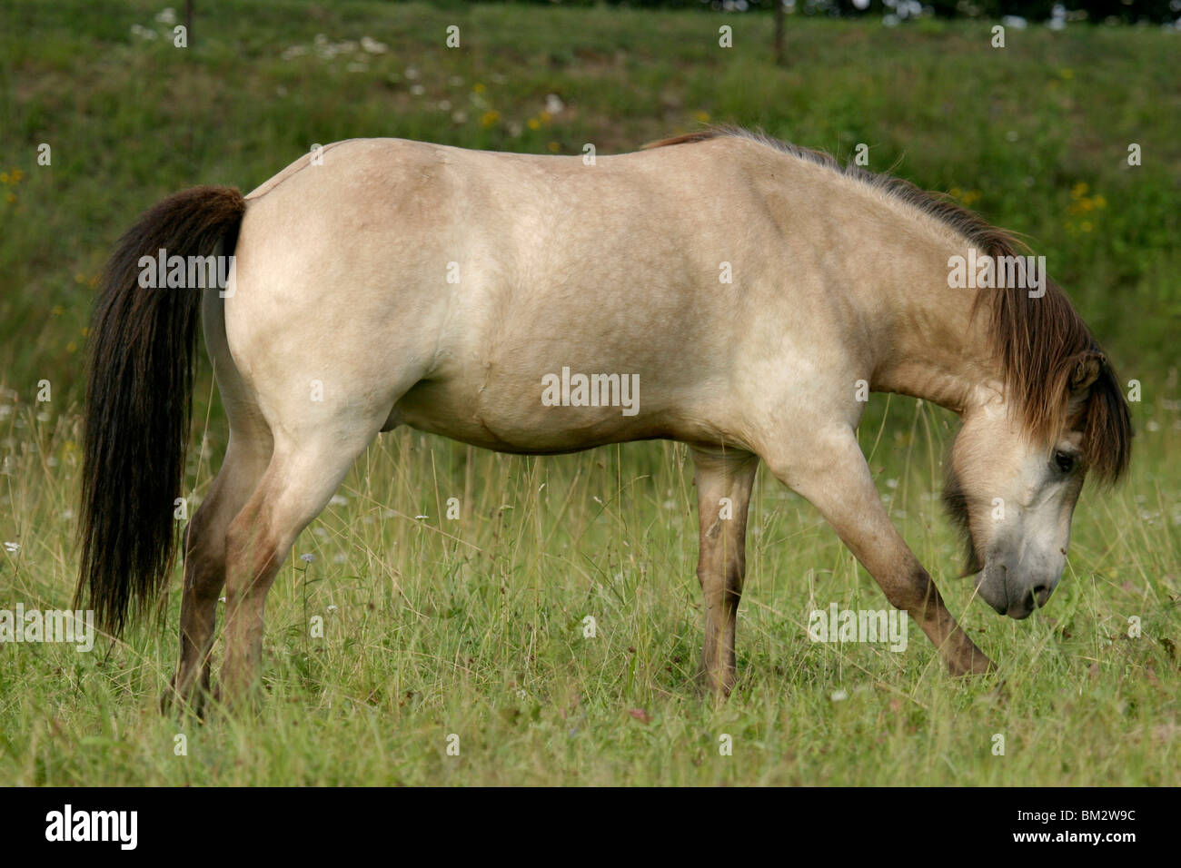 Islandpony hi-res stock photography and images - Alamy