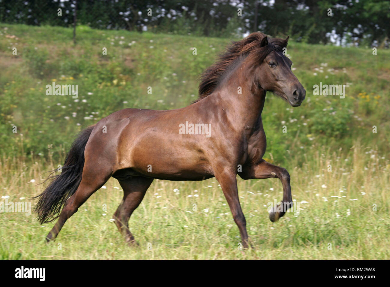 Isländer im Galopp / running horse Stock Photo - Alamy