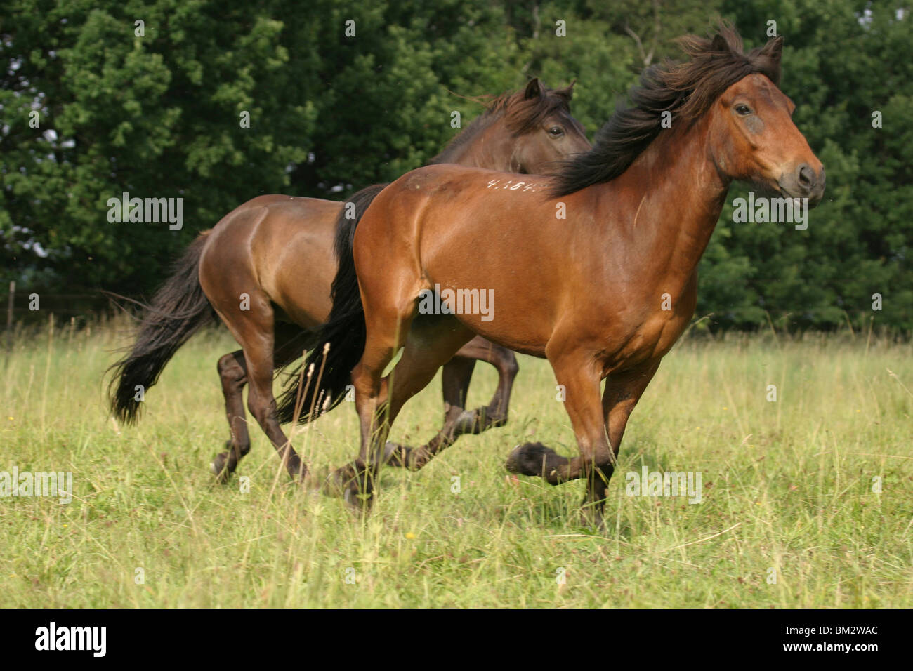 rennende Pferde / running horses Stock Photo - Alamy
