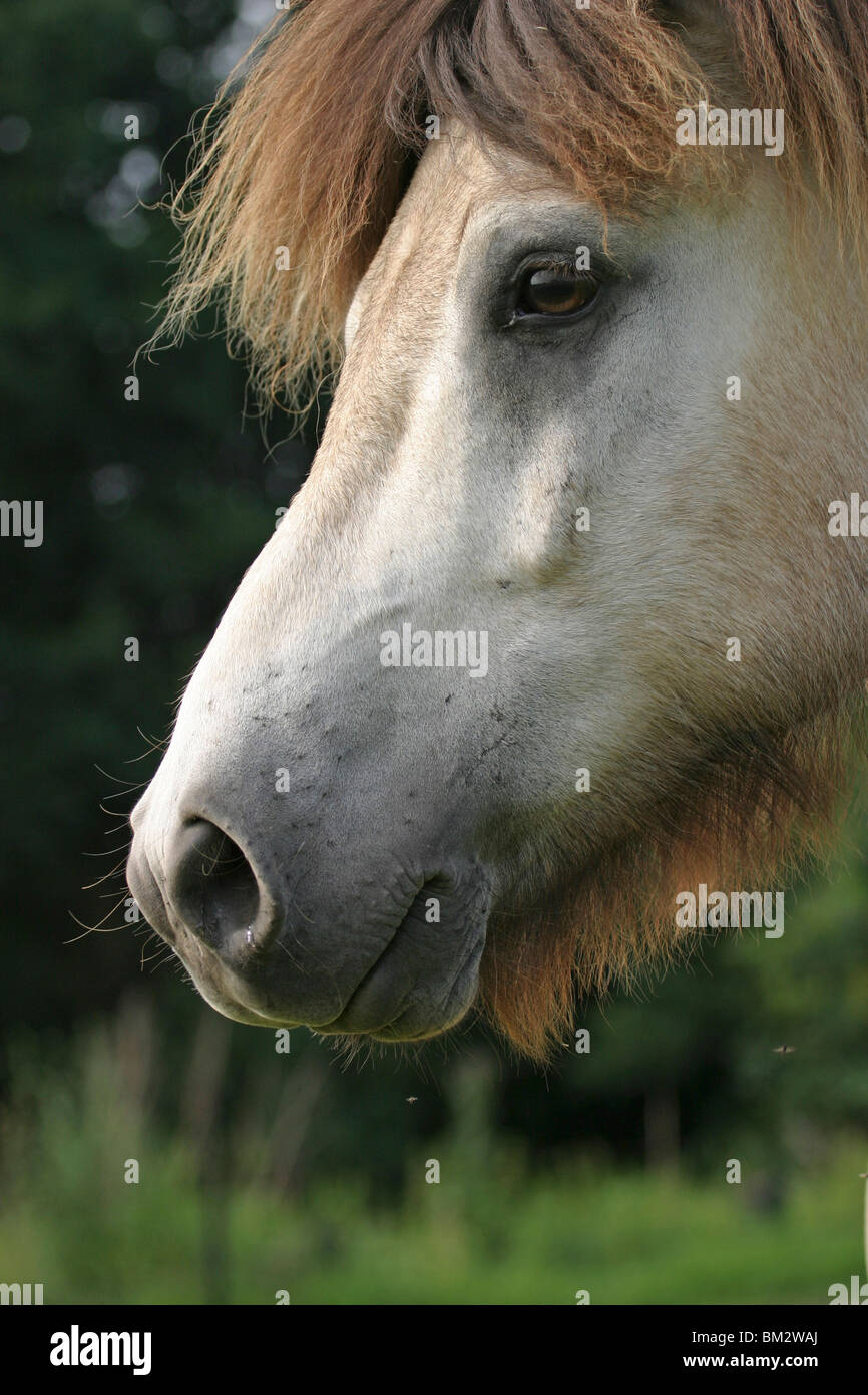 Islandpony hi-res stock photography and images - Alamy