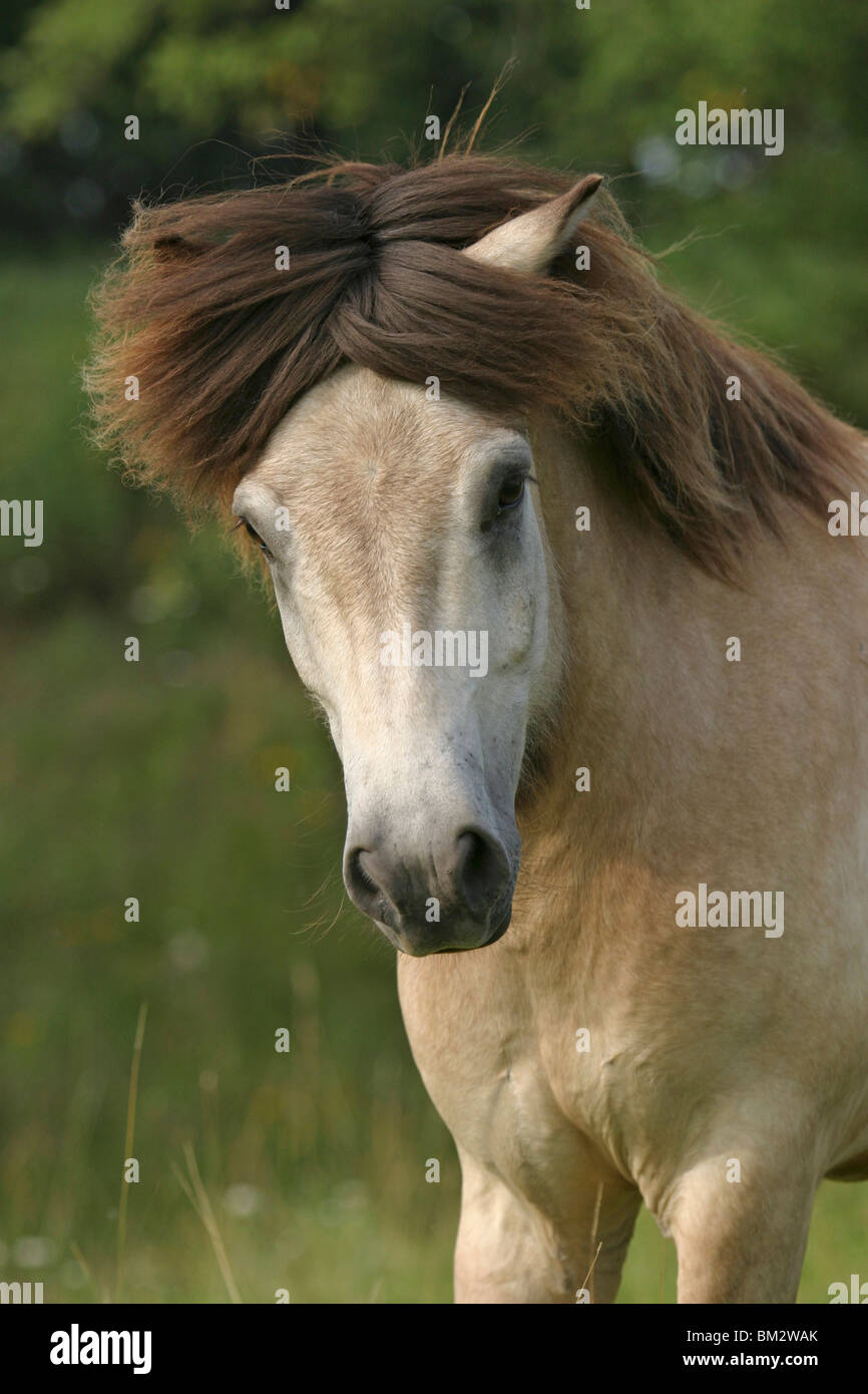 Islandponys hi-res stock photography and images - Alamy