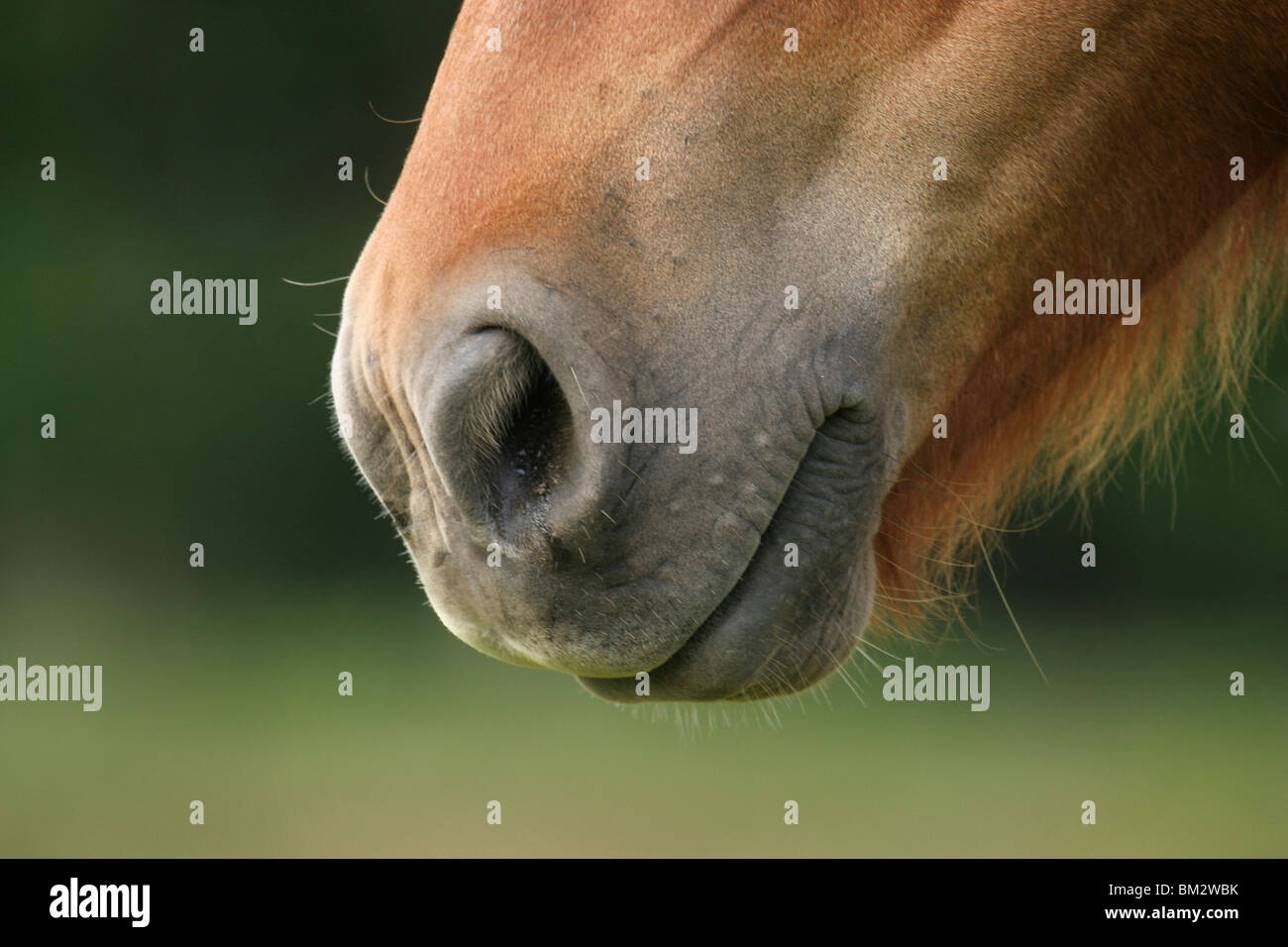 Pferdemaul hi-res stock photography and images - Alamy